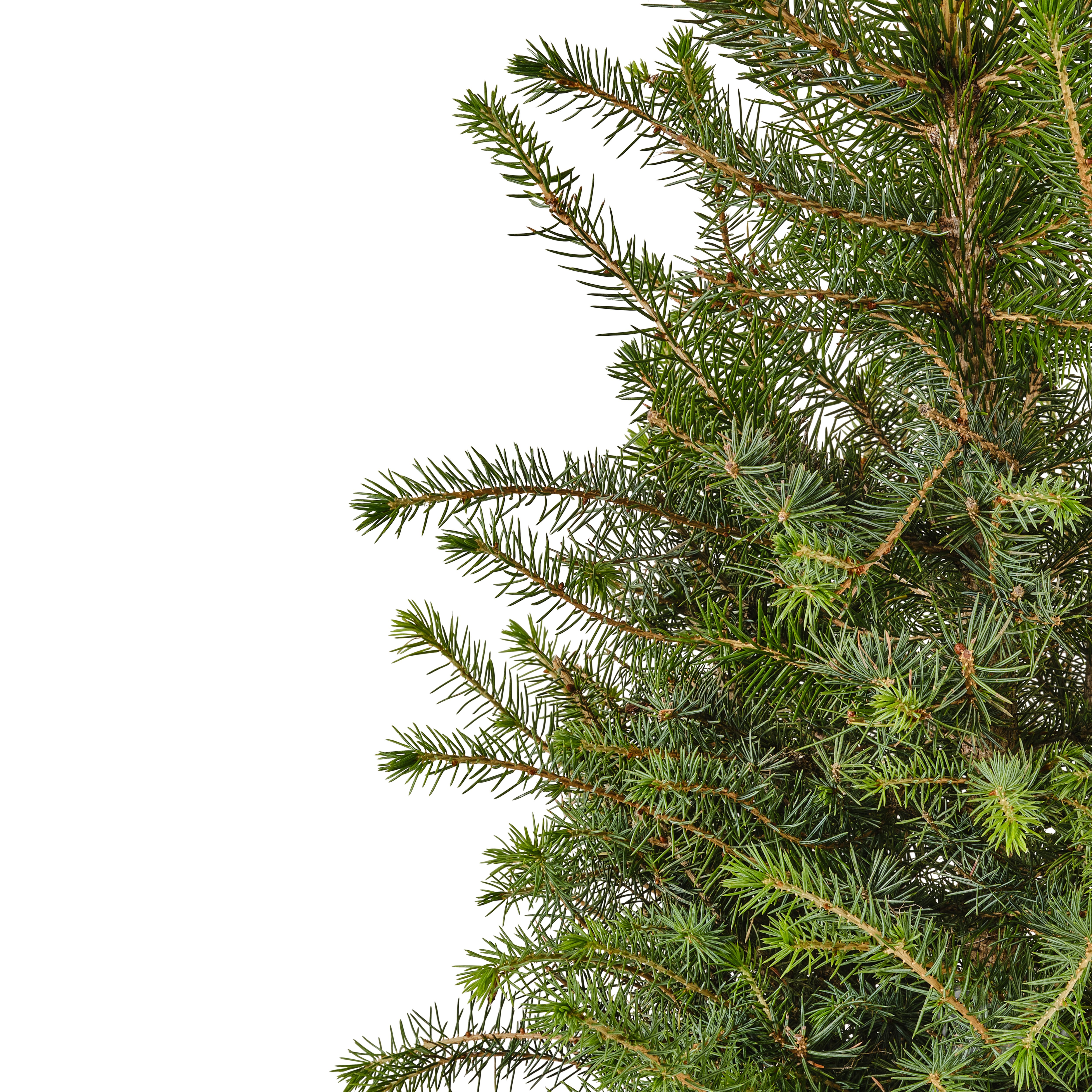 Serbian spruce Pyramid Real pot grown Christmas tree