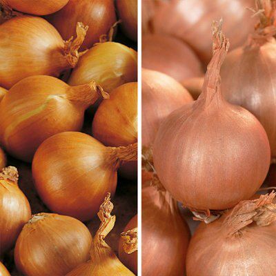 Shallot golden gourmet & shallot red sun Shallot Vegetable bulb | DIY ...