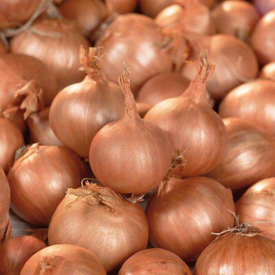 Shallot Vegetable bulb | DIY at B&Q