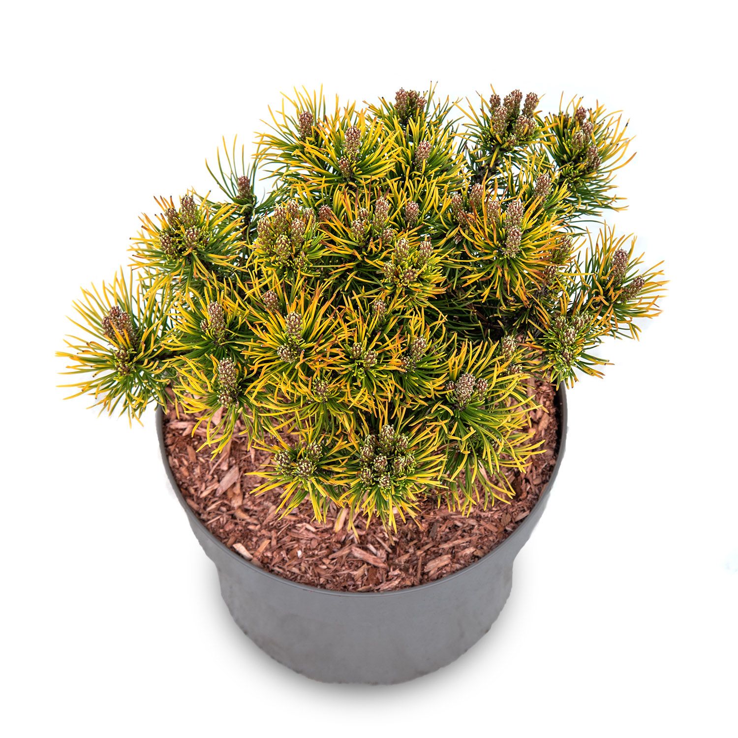 Shrub