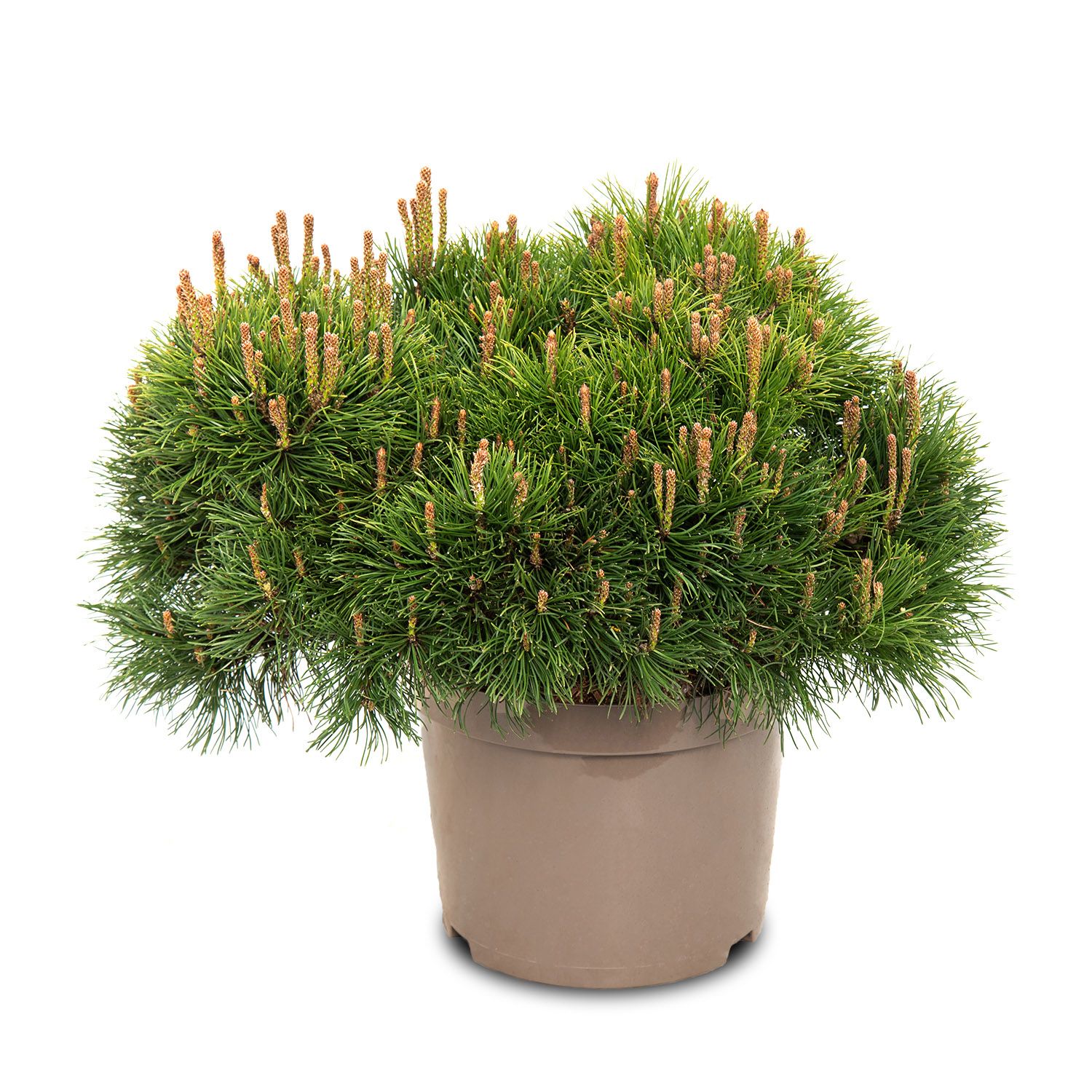 Shrub