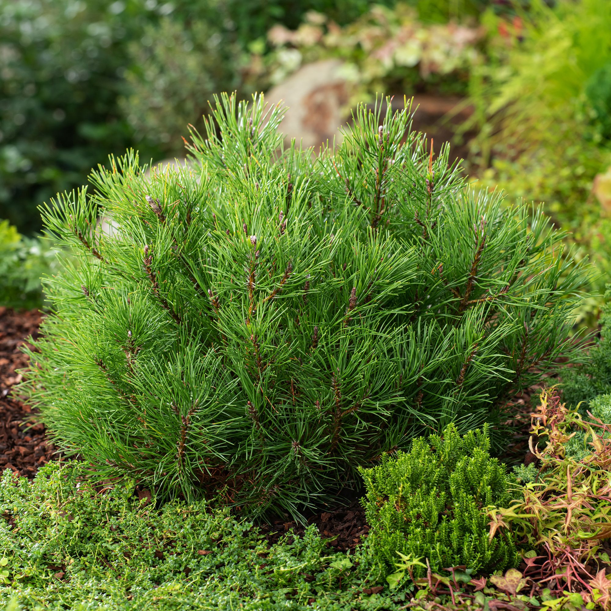 Shrub