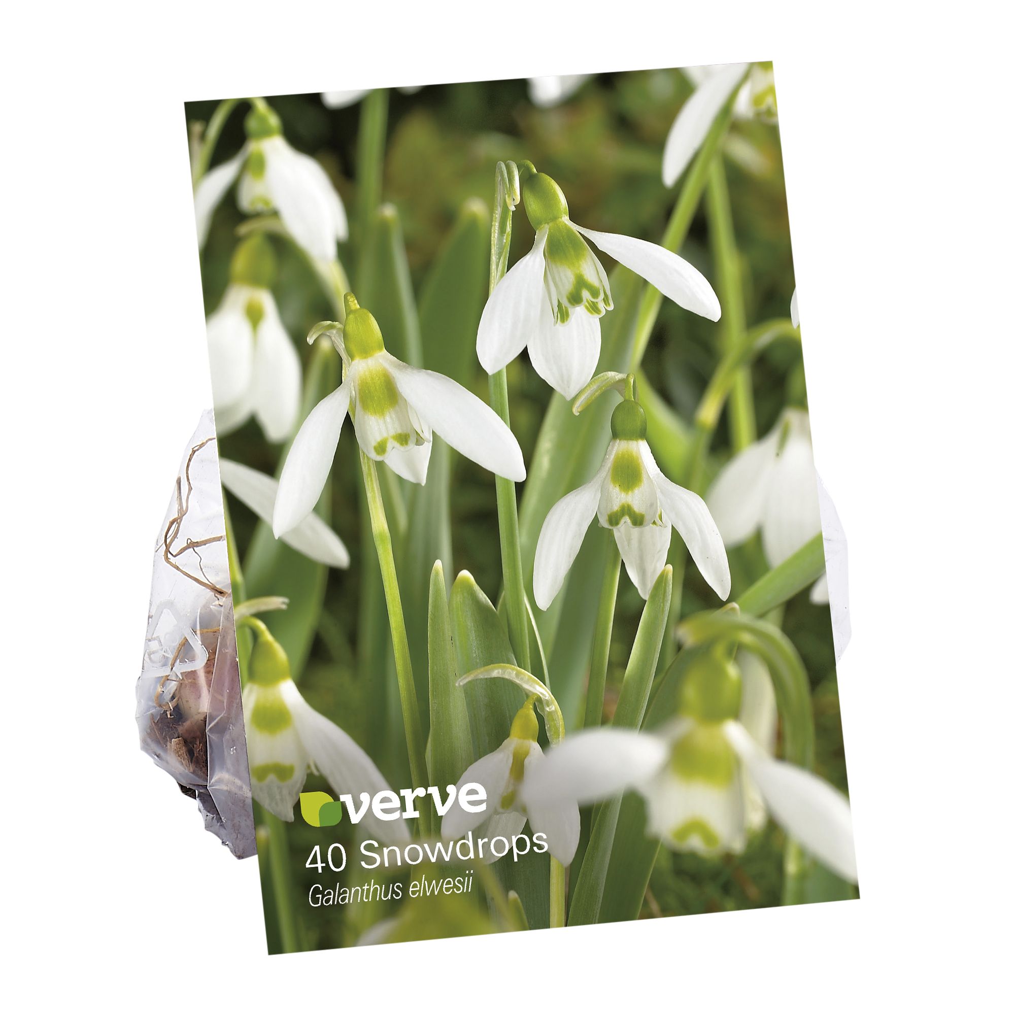 Snowdrop 40 Flower bulbs