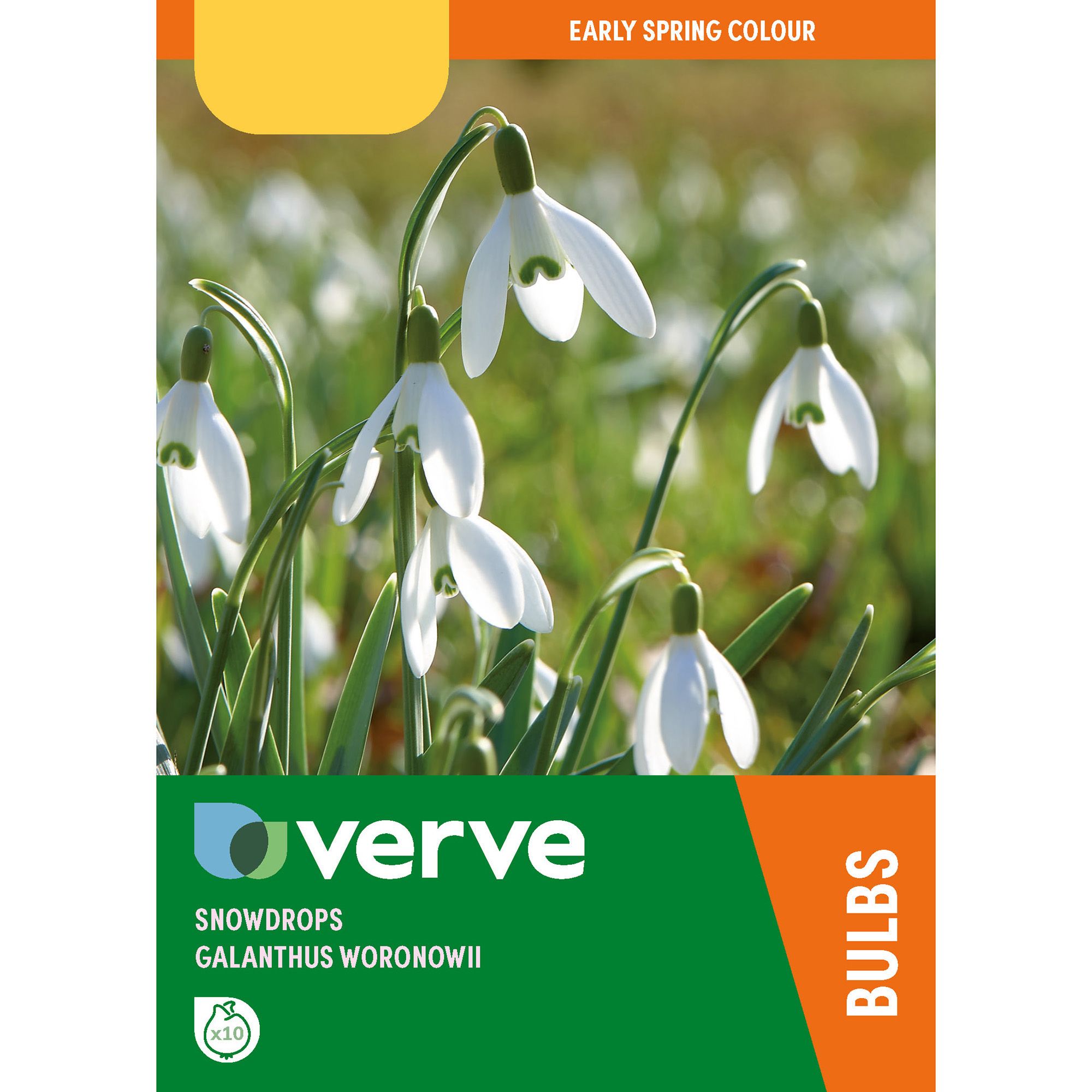 Snowdrops Flower bulb, Pack of 10 | DIY at B&Q