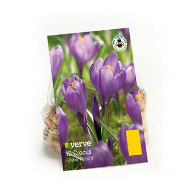 Spring Collection Flower bulb | DIY at B&Q