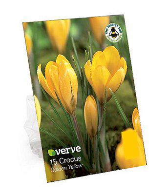 Spring Collection Flower bulb | DIY at B&Q