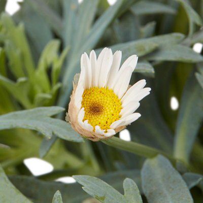 STANDARD MARGUERITE 14CM