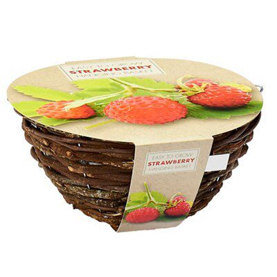 Strawberry Growing kit