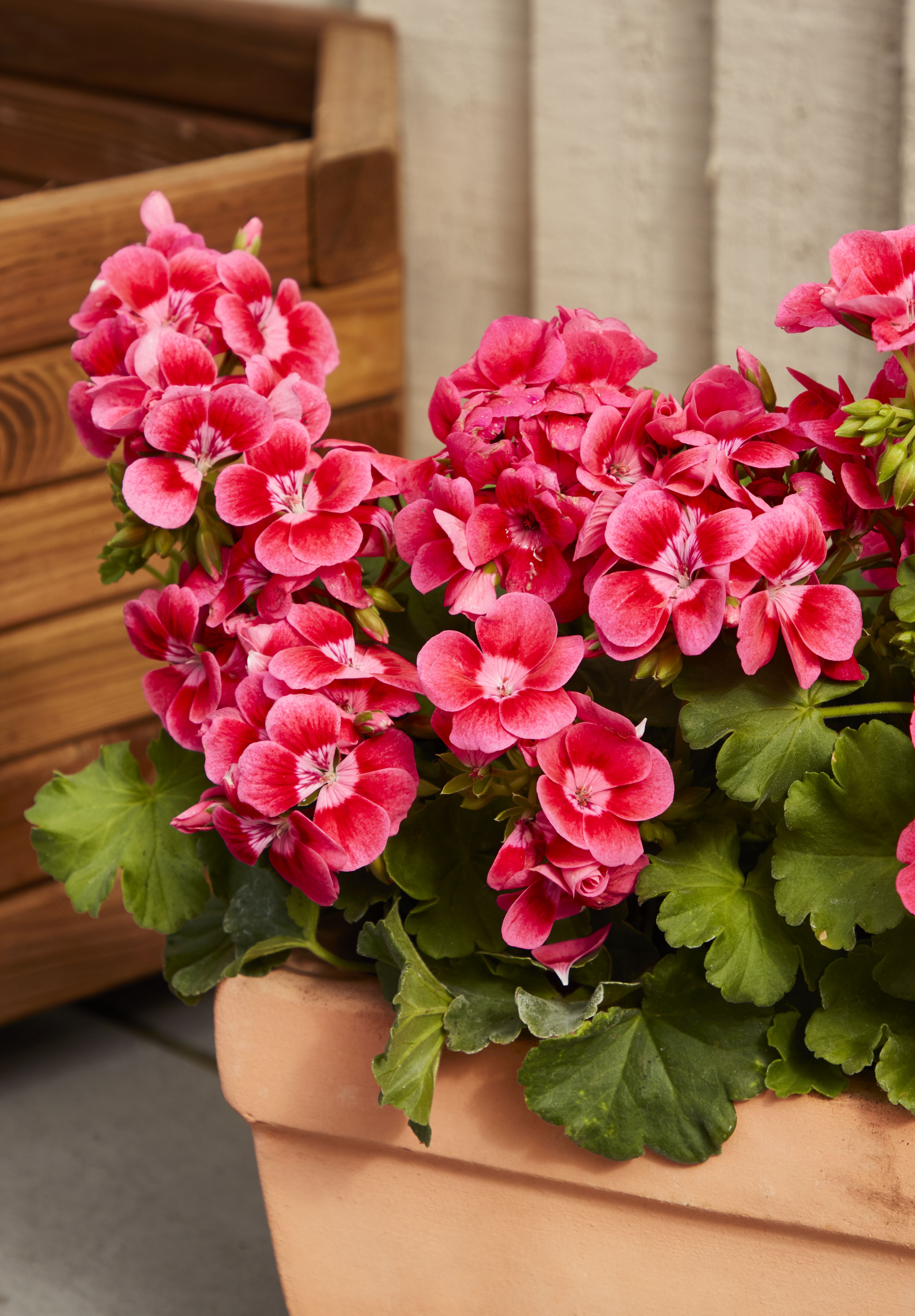 SUM GERANIUM PRETTY LITTLE 13CM