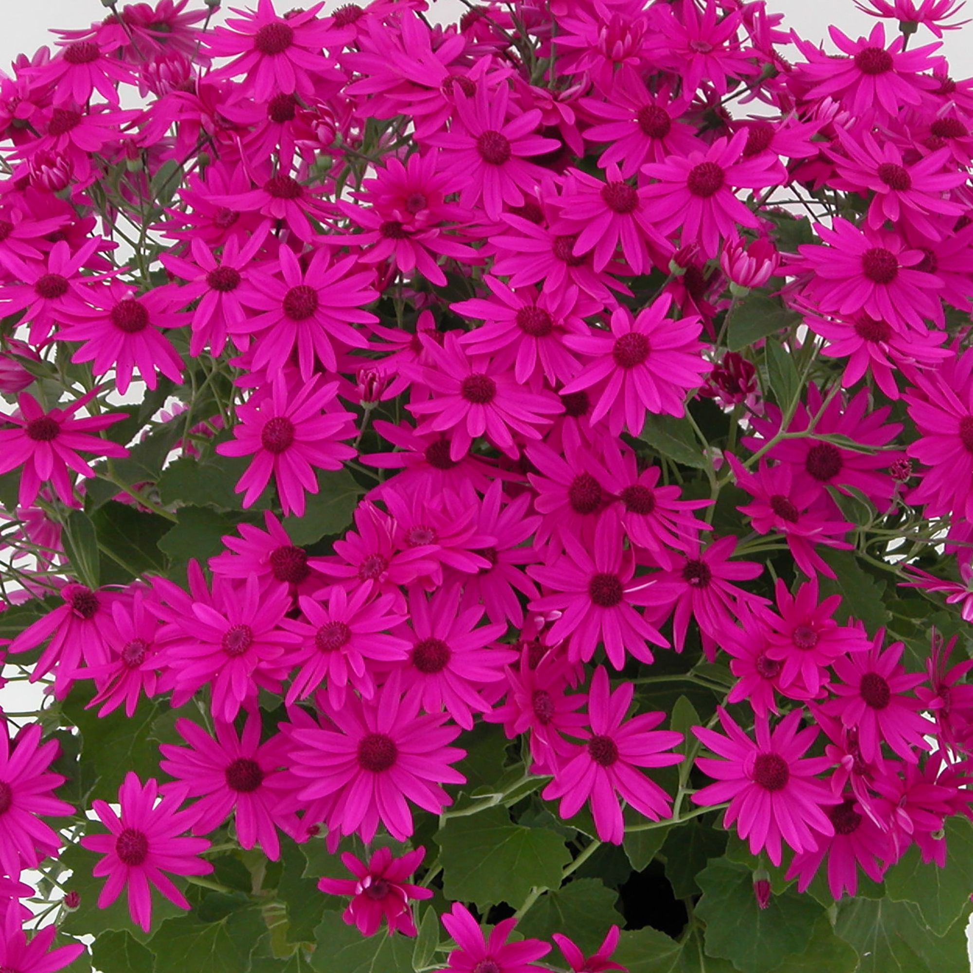 SUM SENETTI 17CM | DIY at B&Q