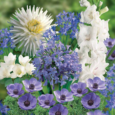 Summer Blues Flower bulb | DIY at B&Q