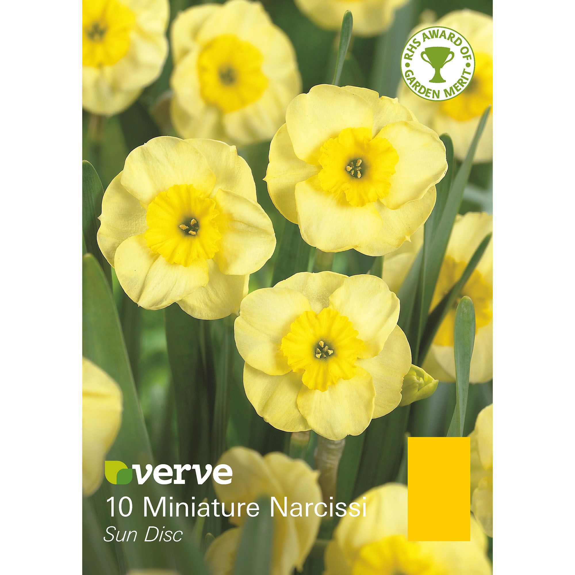 Sun disc Flower bulb, Pack | DIY at B&Q