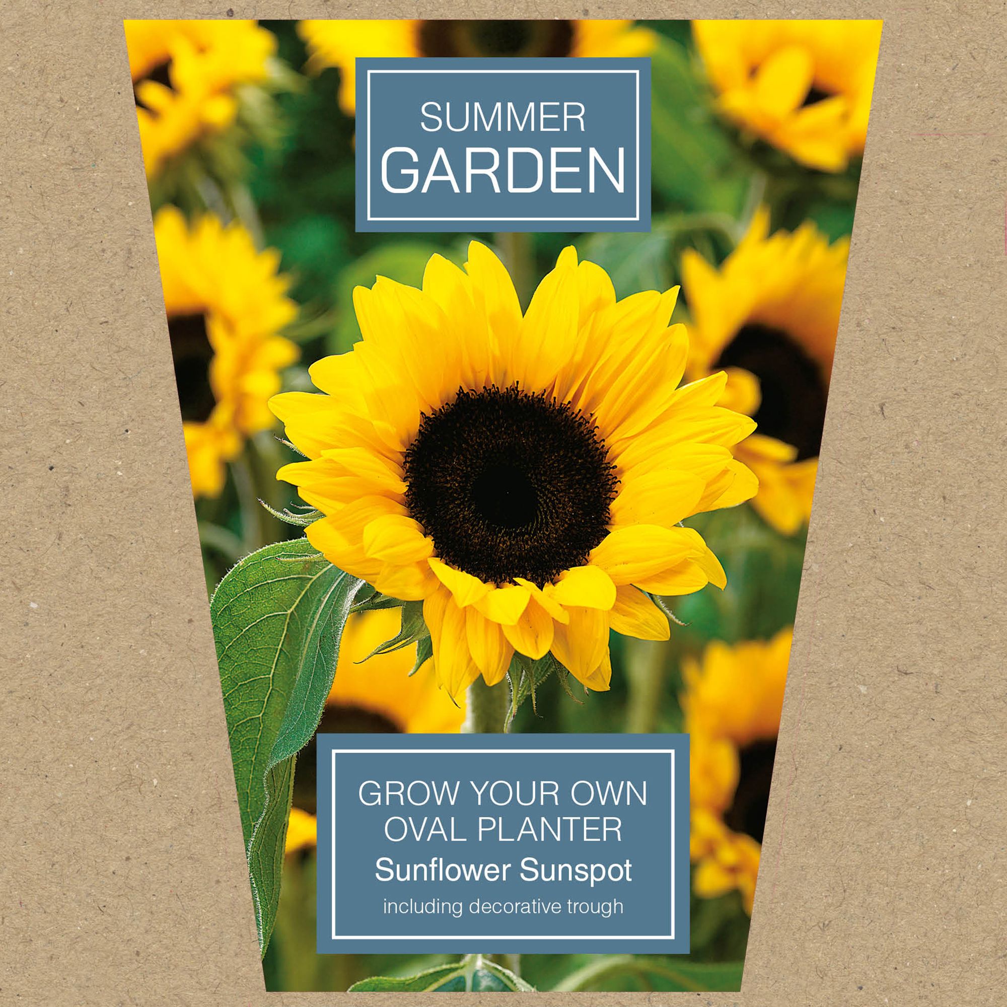 Sunflower Growing kit, Set of 12 | DIY at B&Q