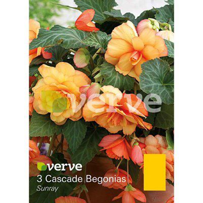 Sunray Flower bulb | DIY at B&Q