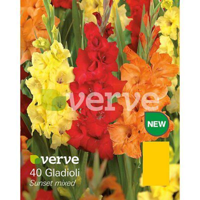 Sunset Mixed Flower bulb | DIY at B&Q
