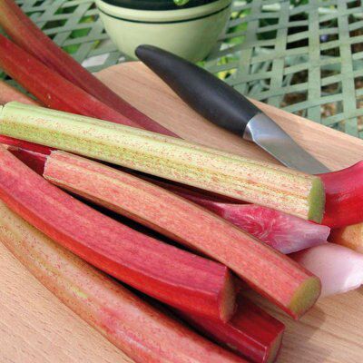 Suttons seedless Vegetable bulb | DIY at B&Q