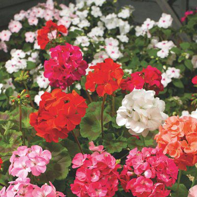 Suttons Super hybrid Geranium Seed