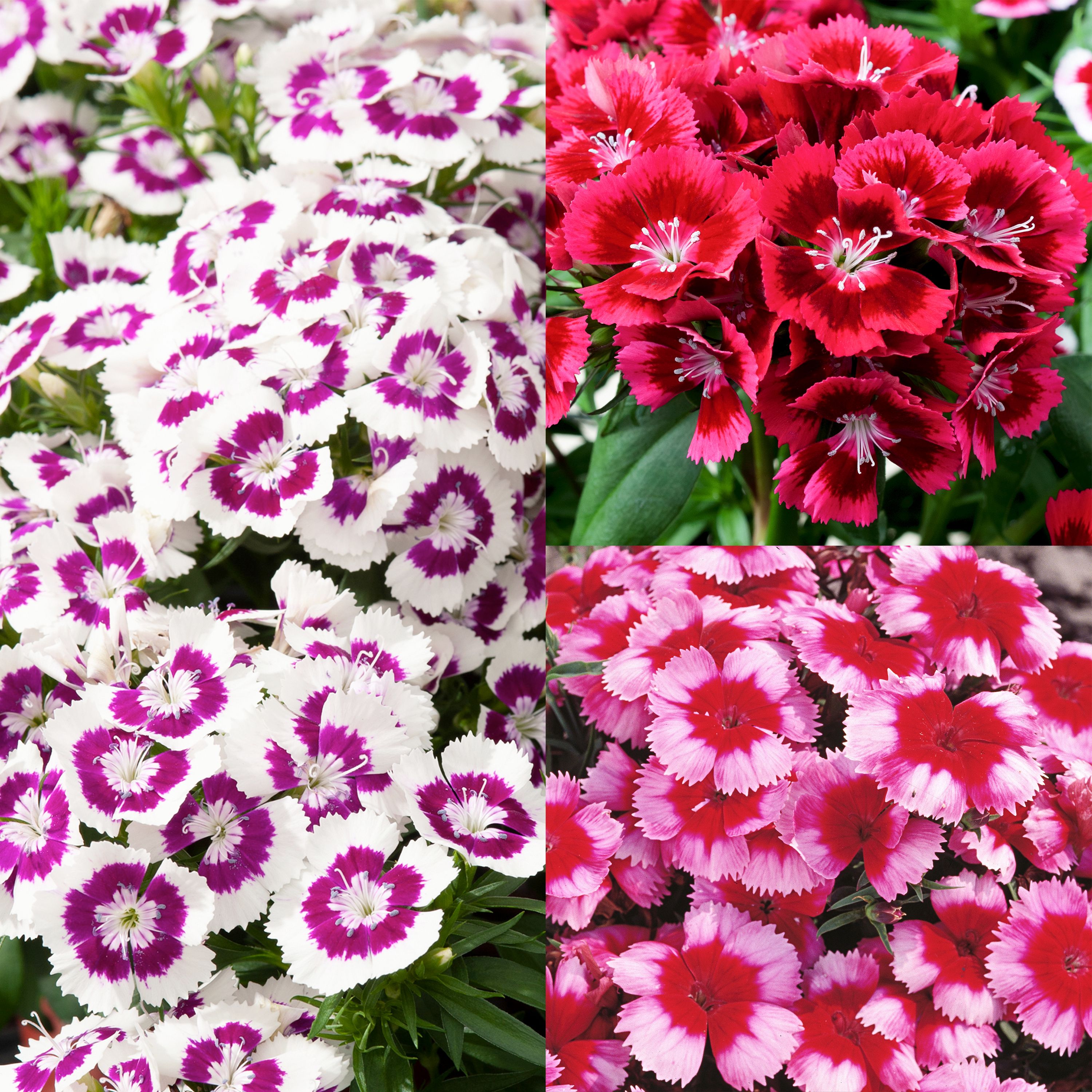 Sweet william Diabunda Summer Bedding plant 10.5cm, Pack of 6 | DIY at B&Q