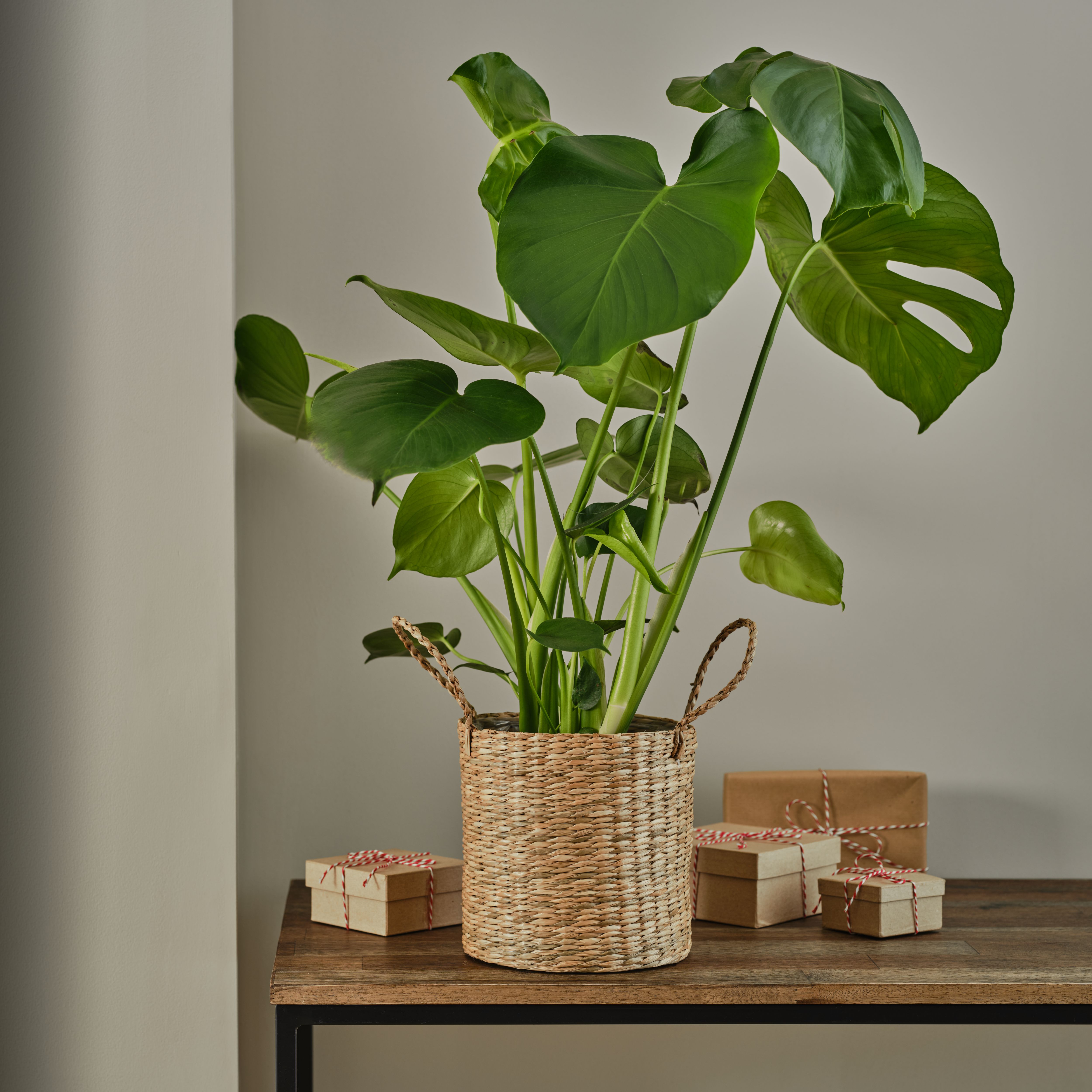 Swiss cheese plant in Natural Seagrass Decorative pot 17cm