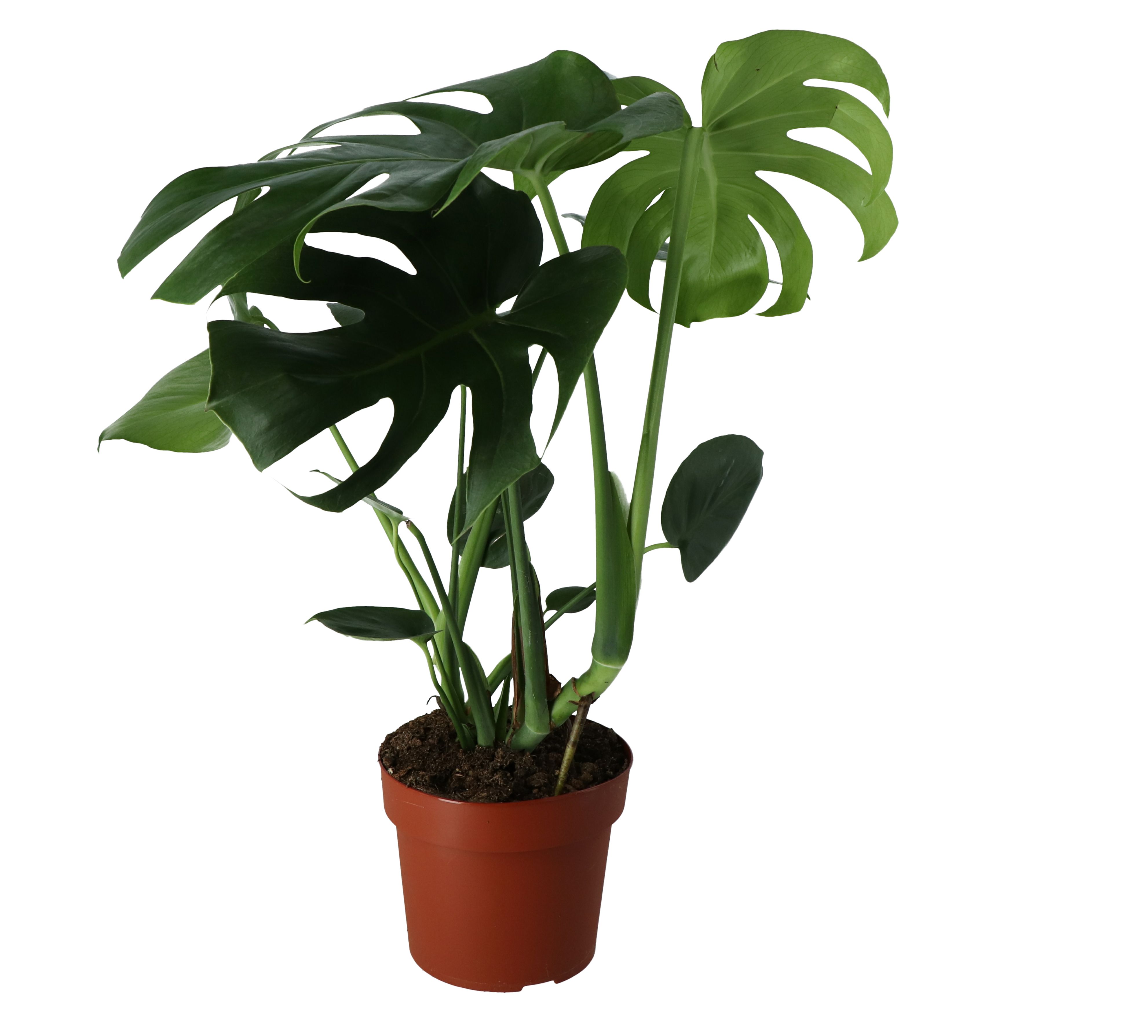 Swiss cheese Pot | DIY at B&Q