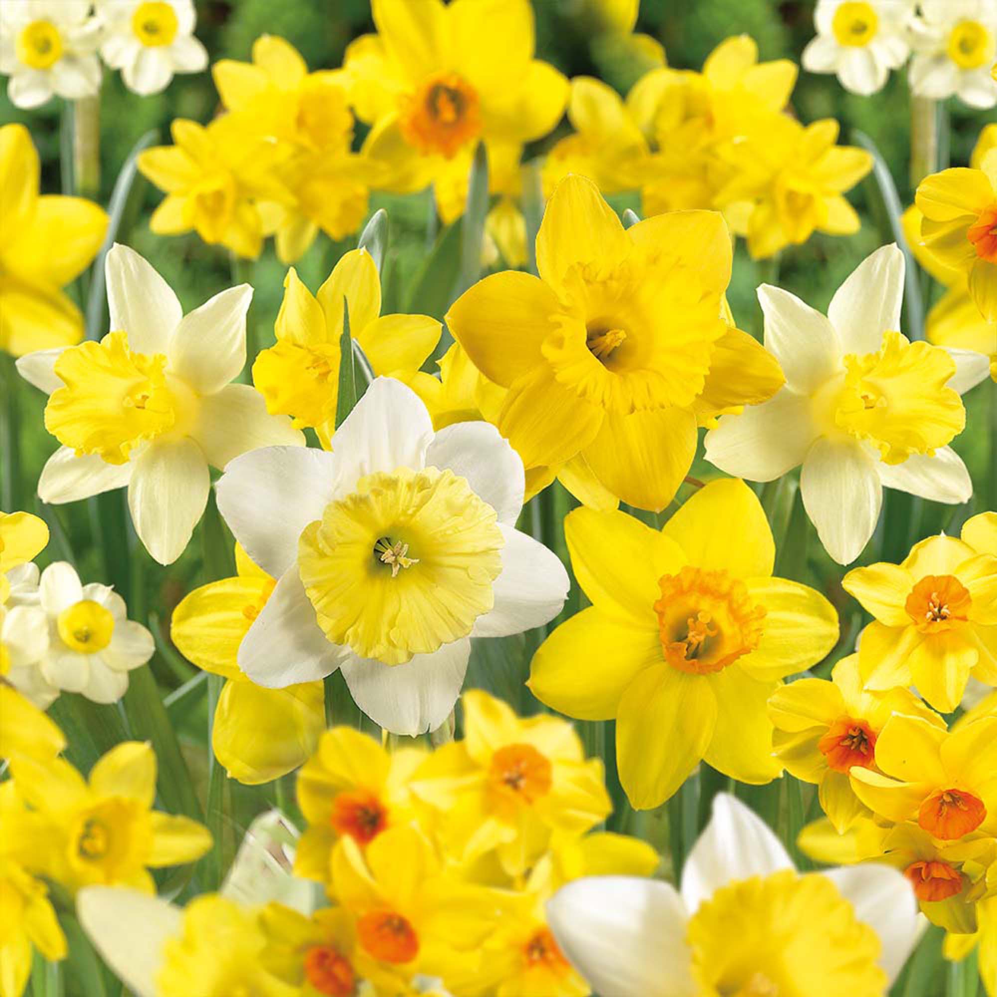 Buy Tall daffodil collection mixed Flower bulbs, 3kg | DIY at B&Q