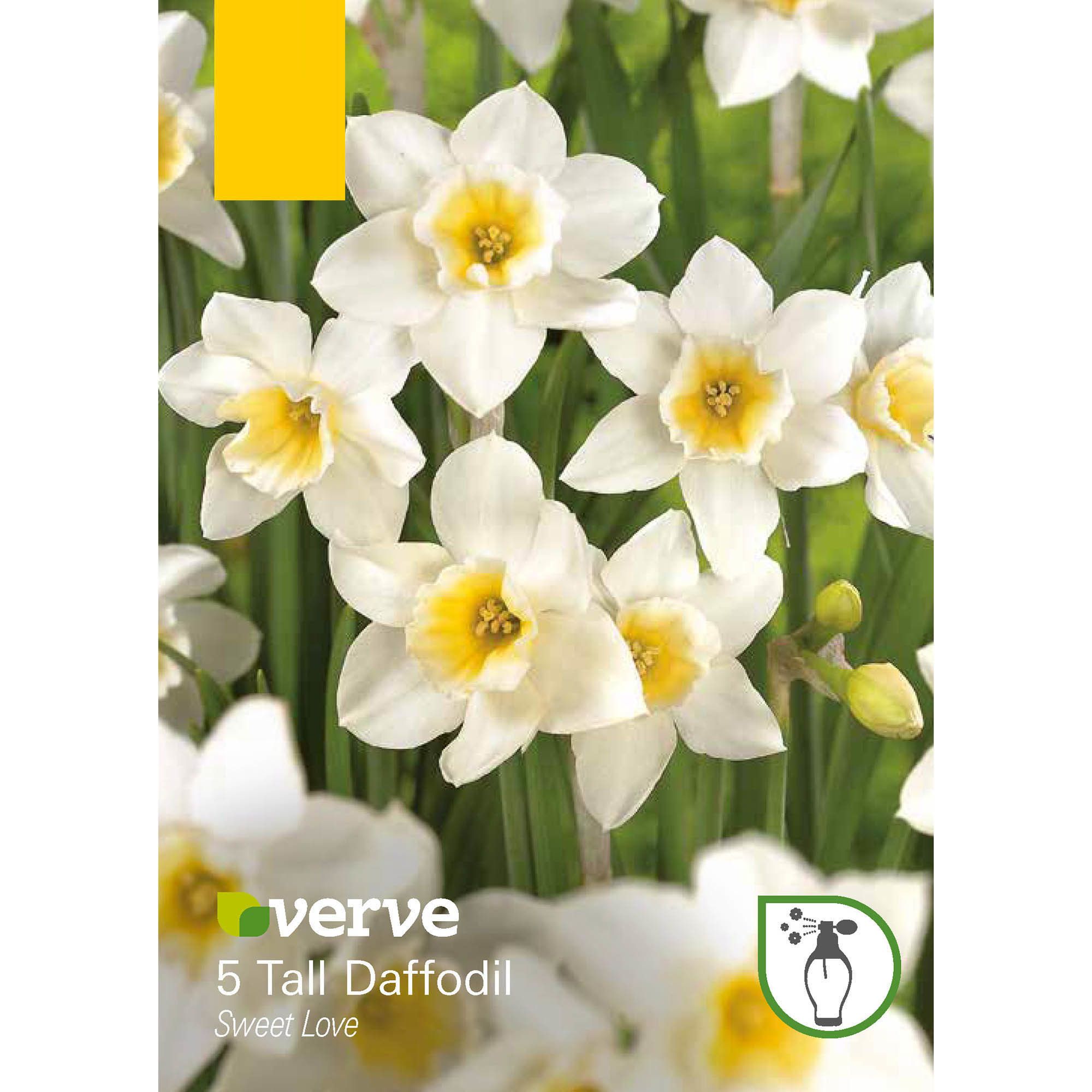 Tall Daffodil Sweet Love 8 Flower bulbs | DIY at B&Q