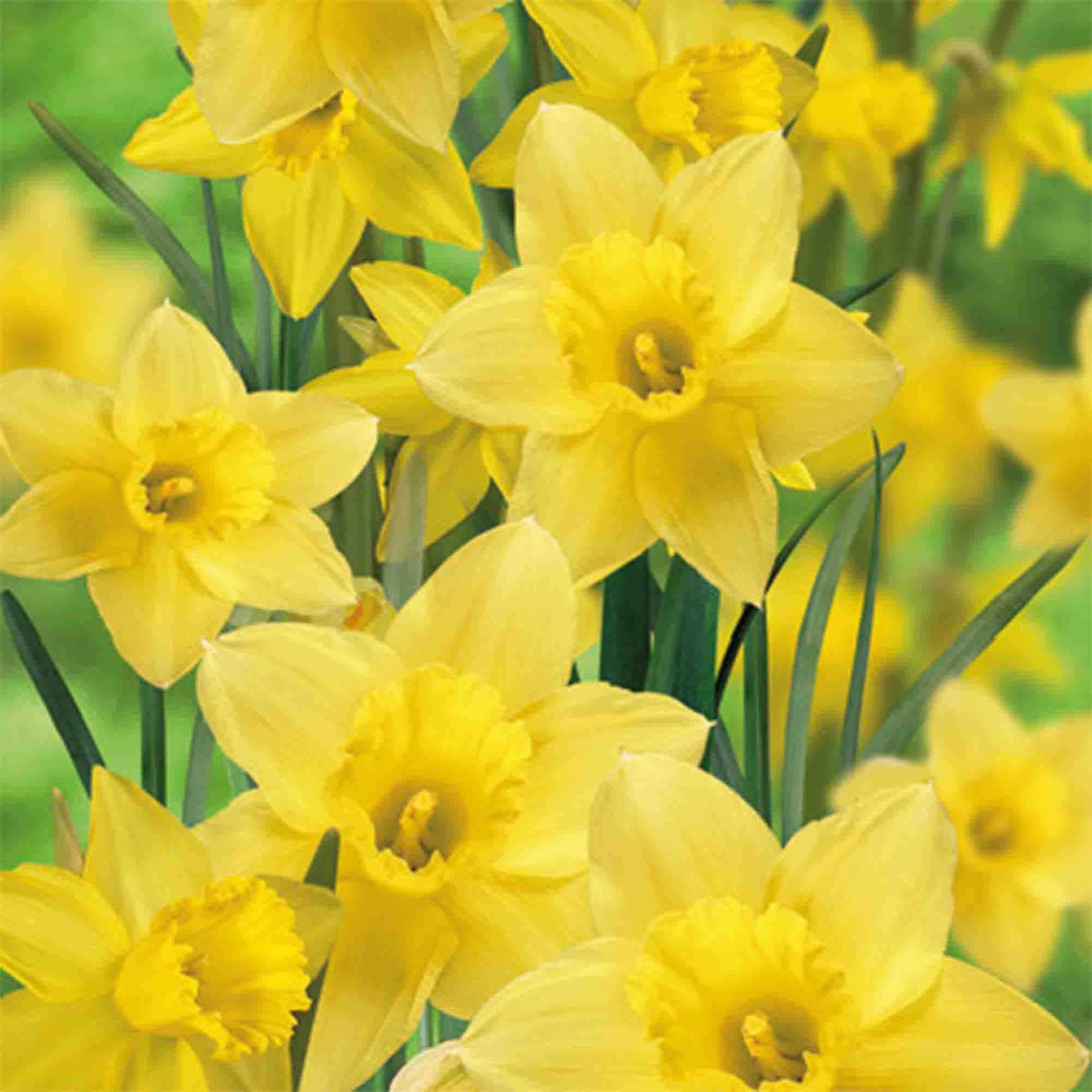 Tall Daffodil Yellow Flower bulbs, 3kg