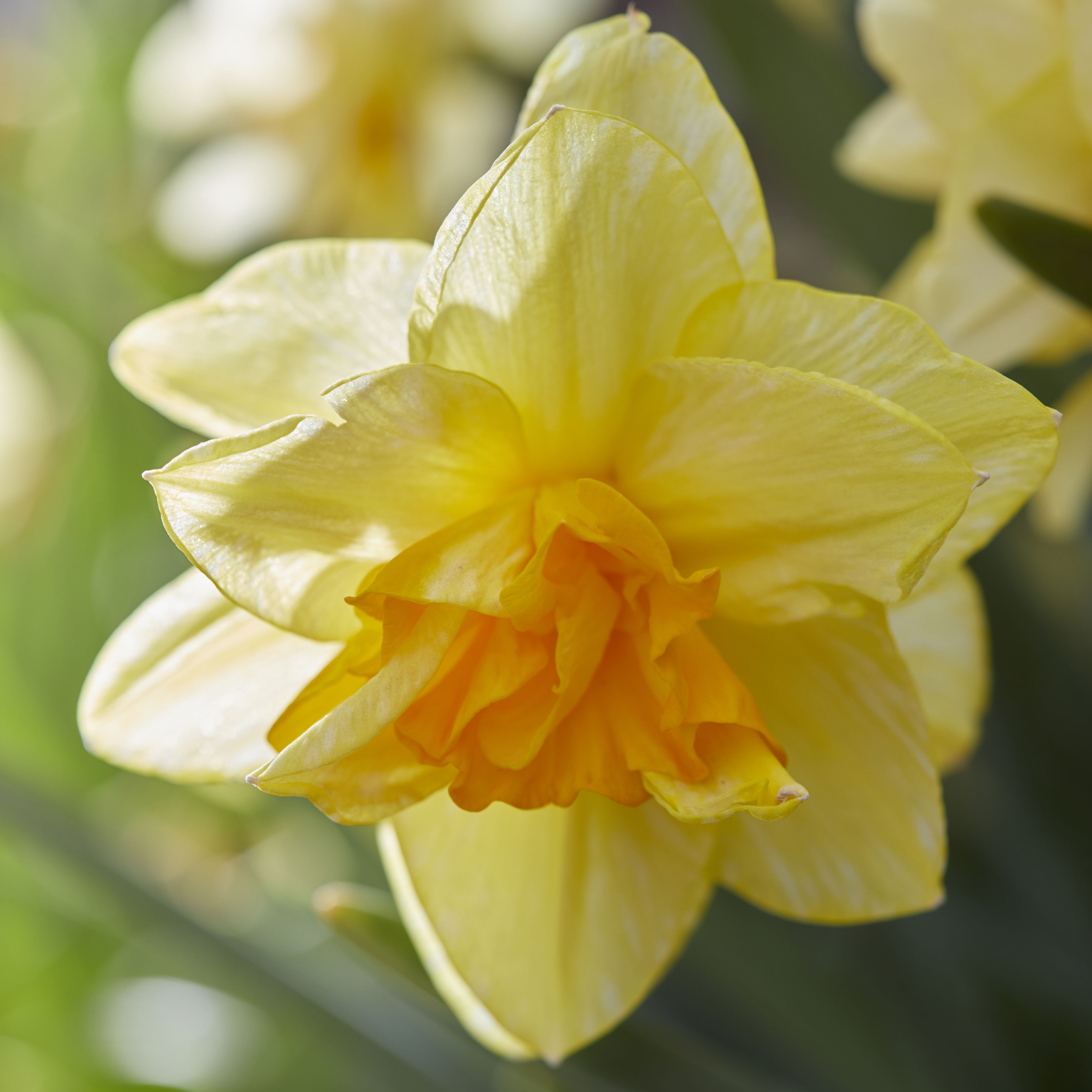 Tall Double Daffodil Mix 20 Flower bulbs | DIY at B&Q