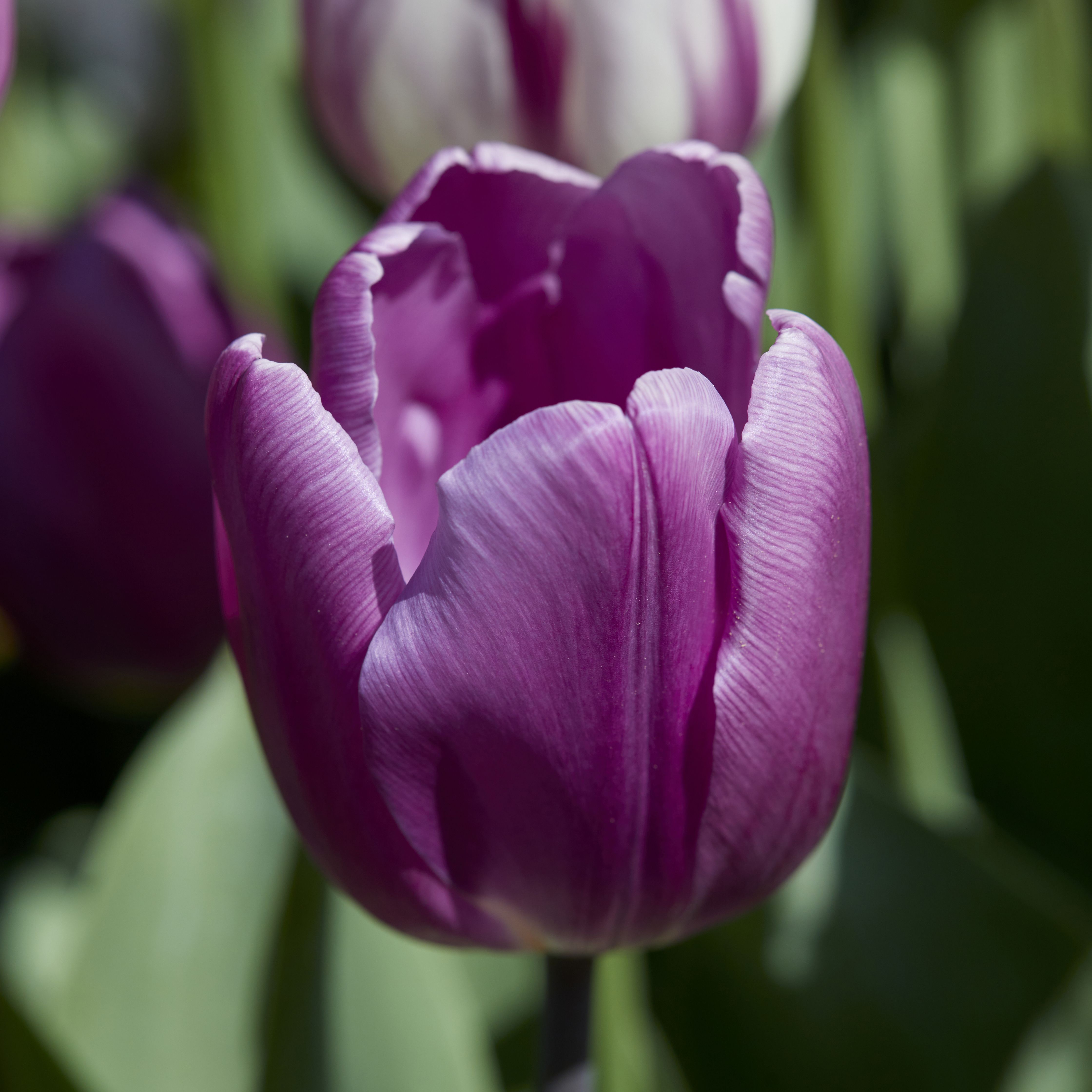 Tall Triumph Tulip Purple & White 20 Flower bulbs | DIY at B&Q