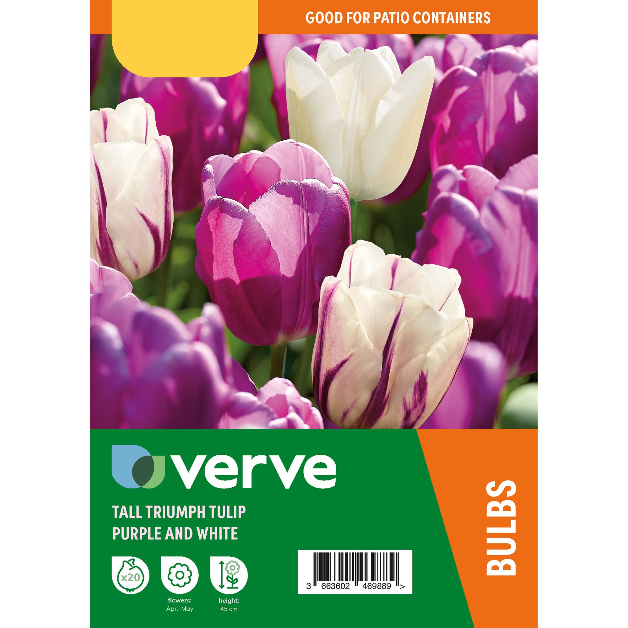 Tall Triumph Tulip Purple & White 20 Flower bulbs | DIY at B&Q