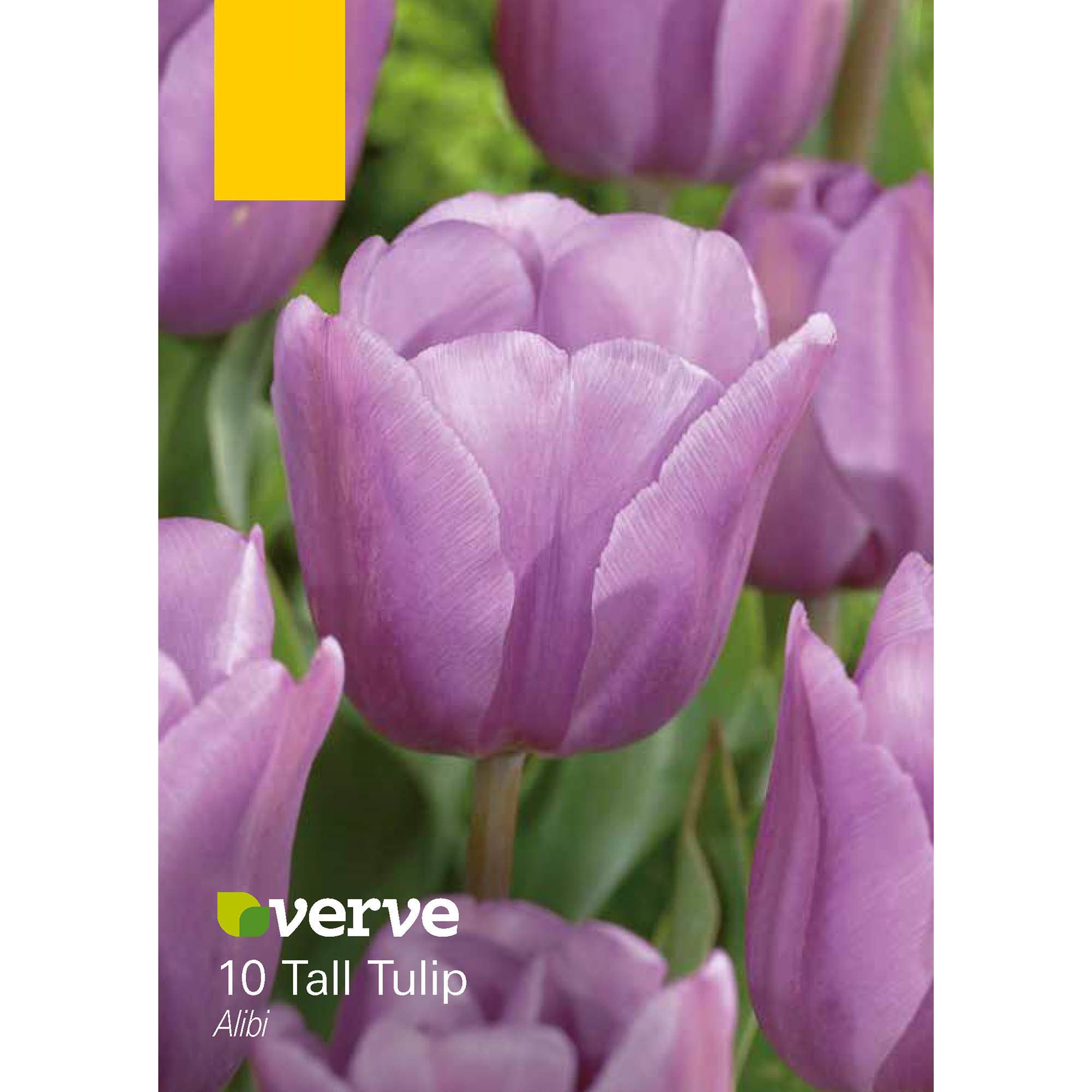 Tall Tulip Alibi Flower bulb, Pack of 10 | DIY at B&Q