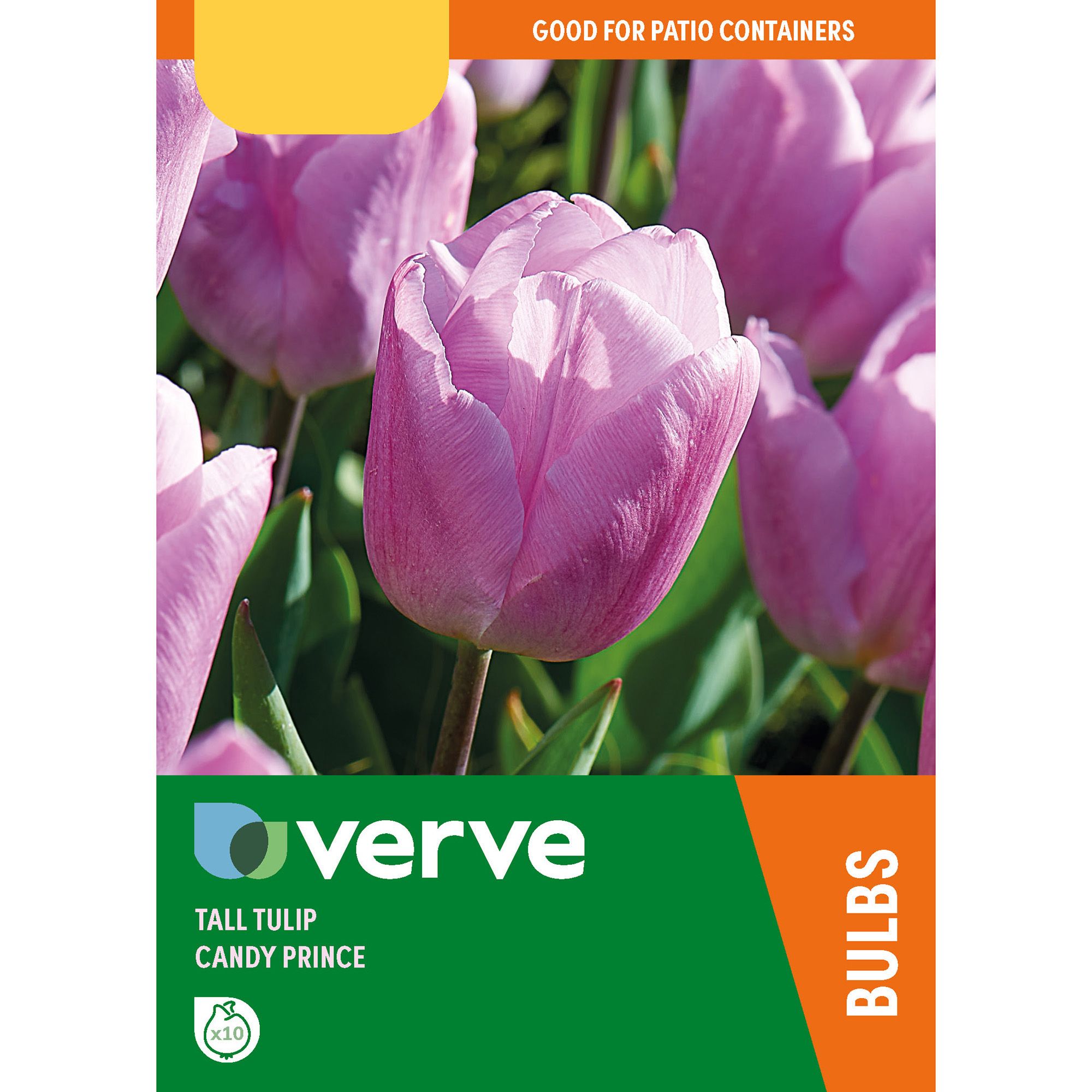Tall tulip candy prince Flower bulb, Pack of 10 | DIY at B&Q