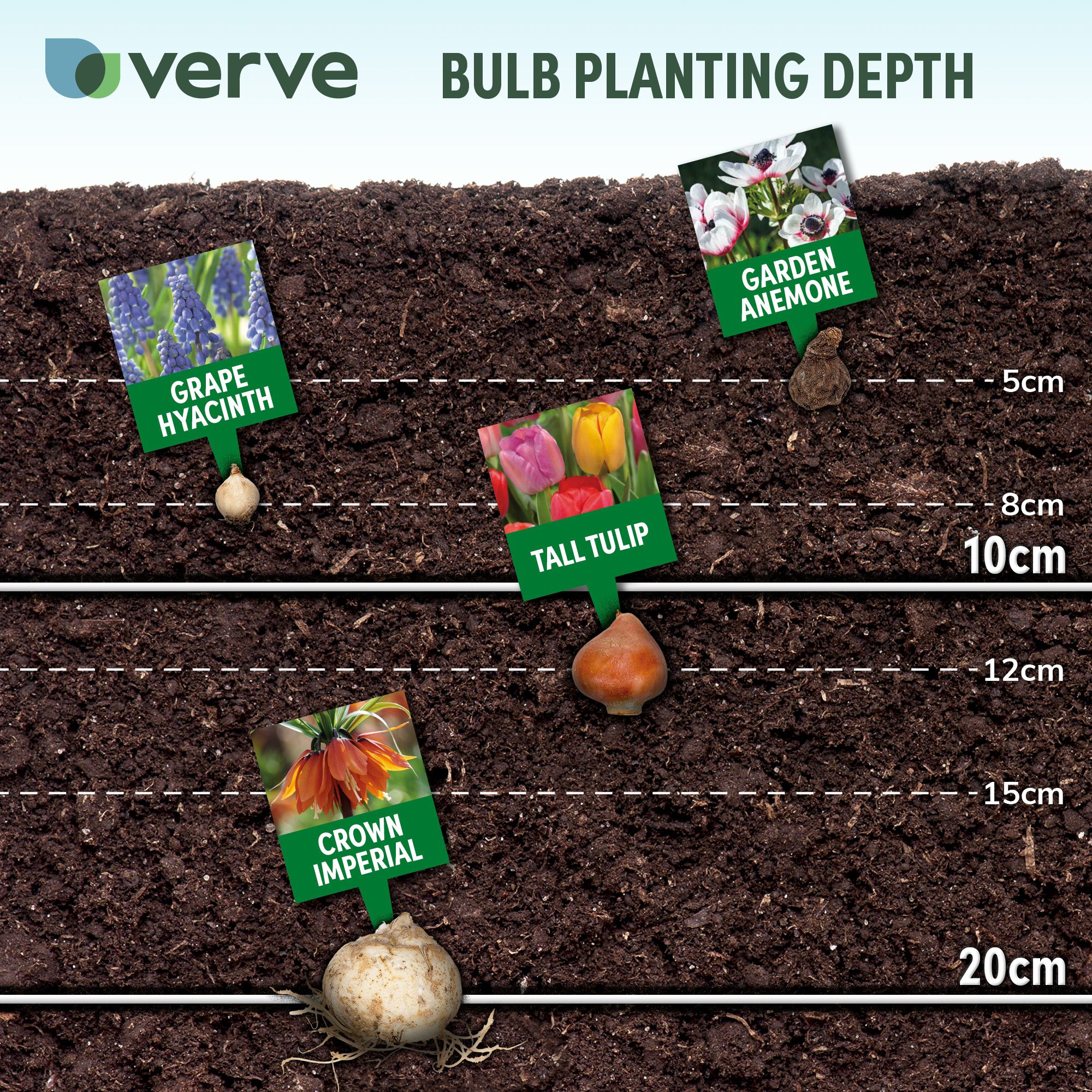 Tall Tulip Flaming Flag 10 Flower bulbs