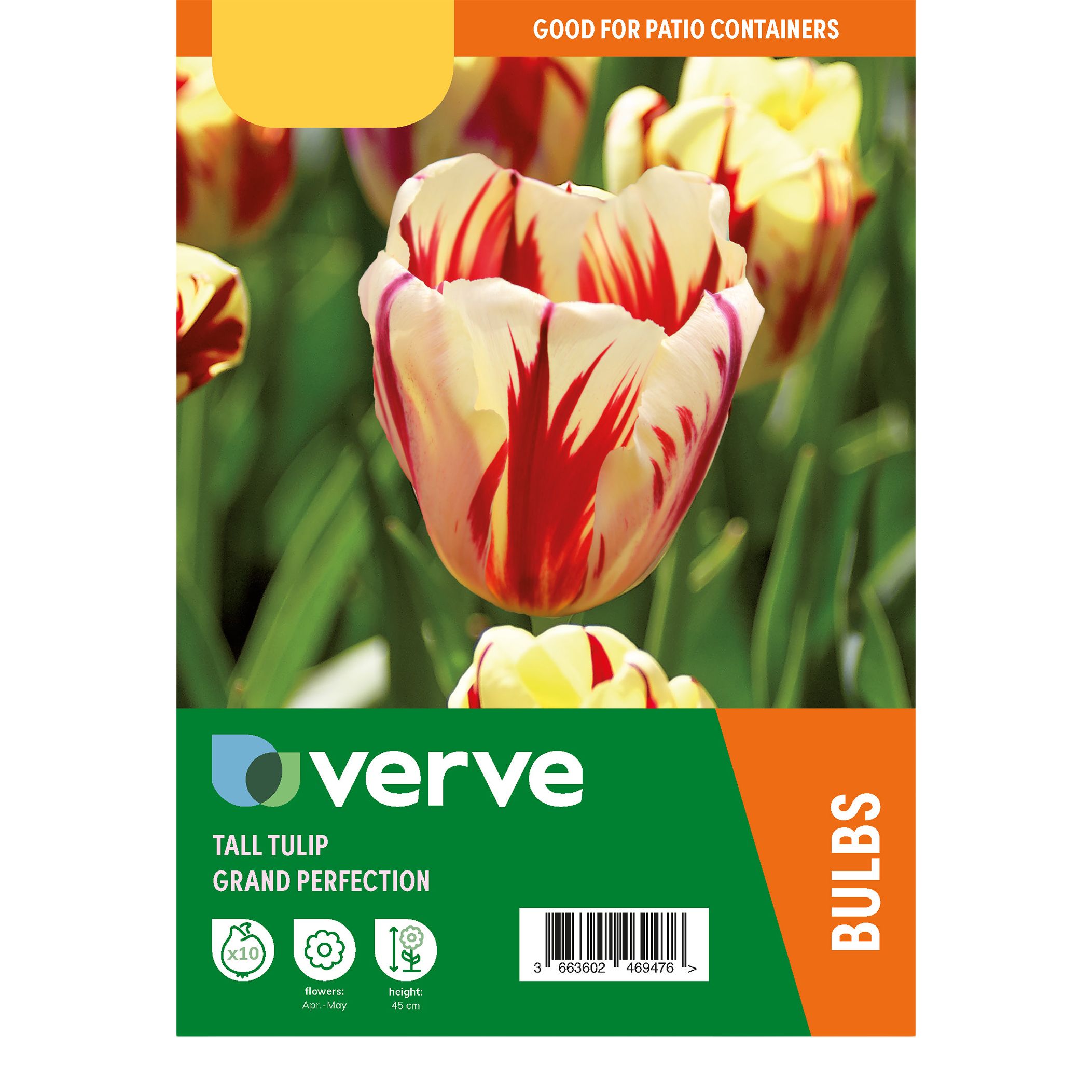 Tall tulip grand perfection Flower bulb, Pack of 10 | DIY at B&Q