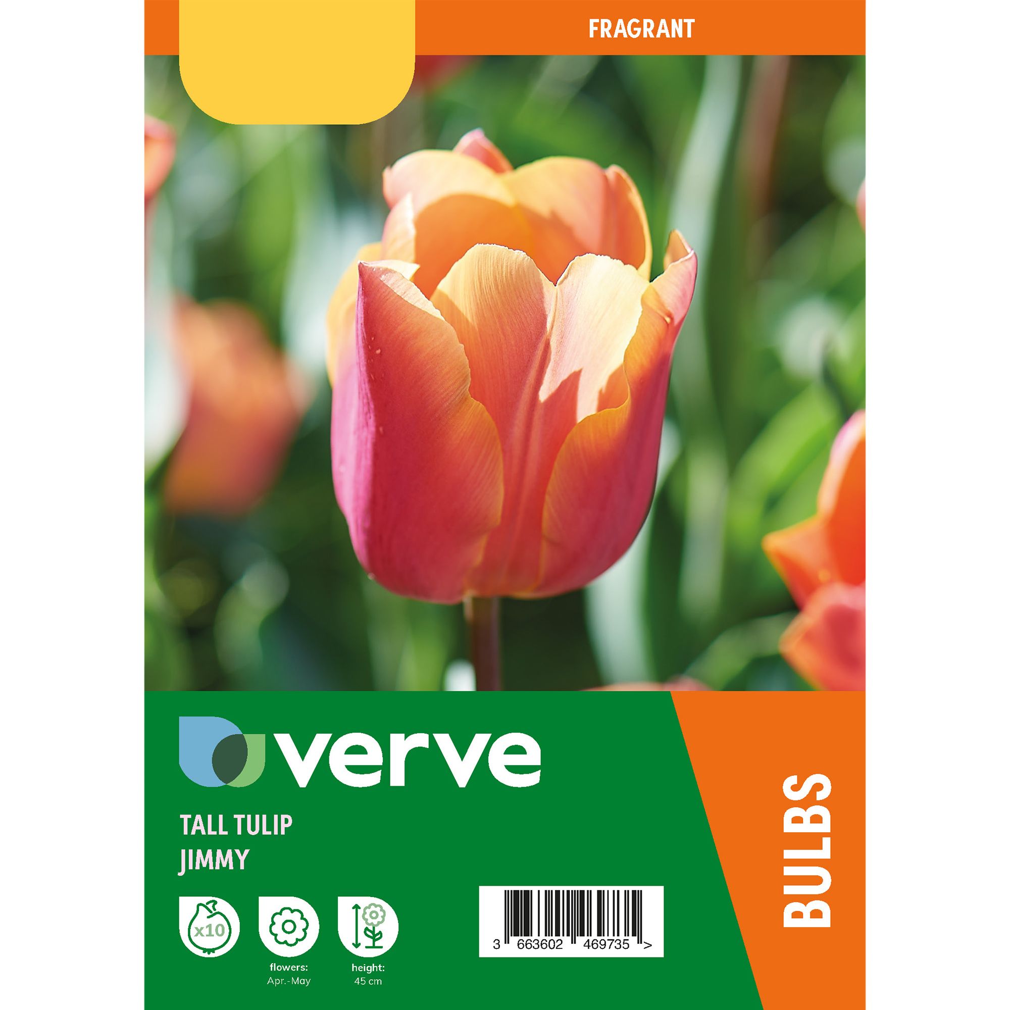 Tall tulip jimmy Flower bulb, Pack of 10 | DIY at B&Q