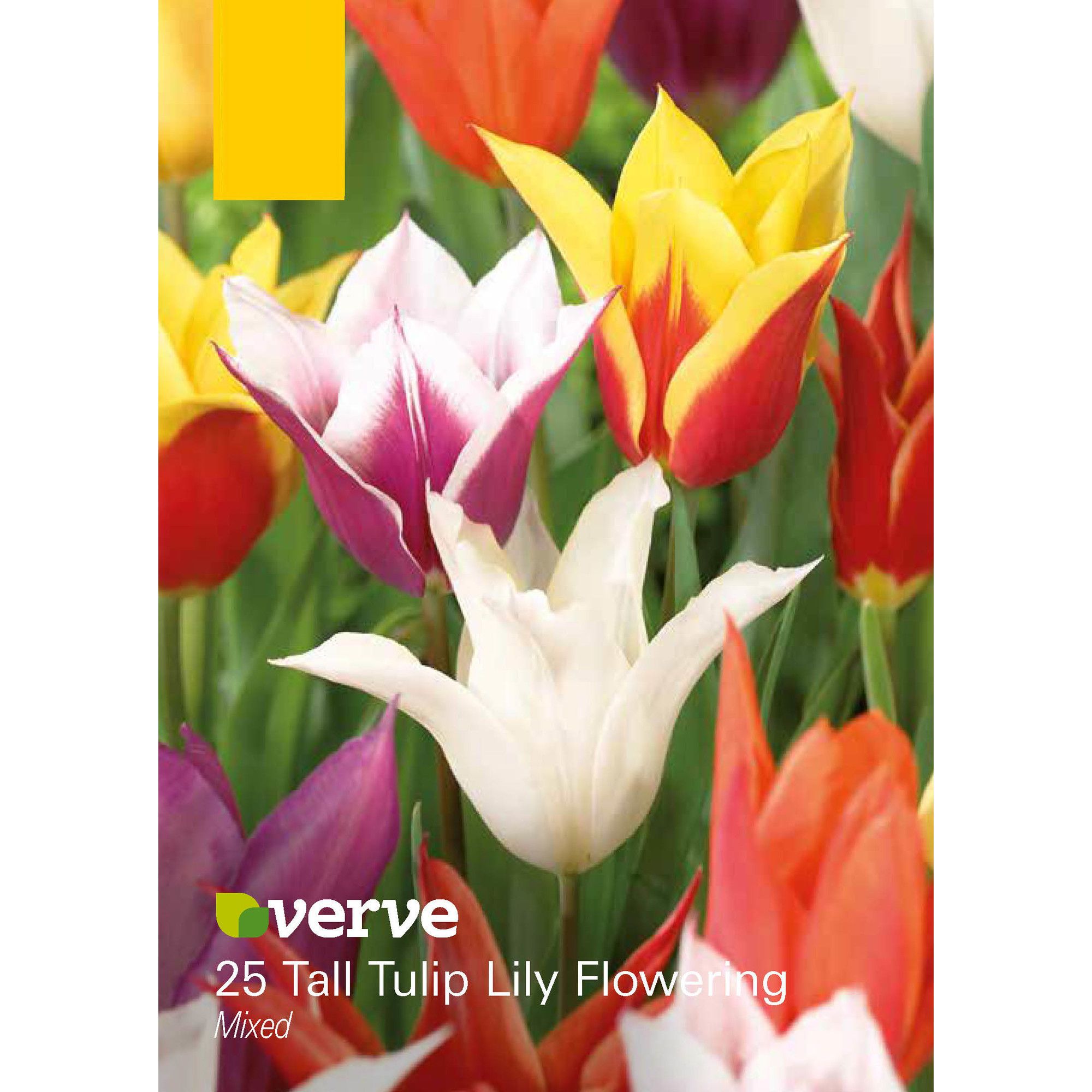 Tall Tulip Lily Flowering mixed 25 Flower bulbs | DIY at B&Q