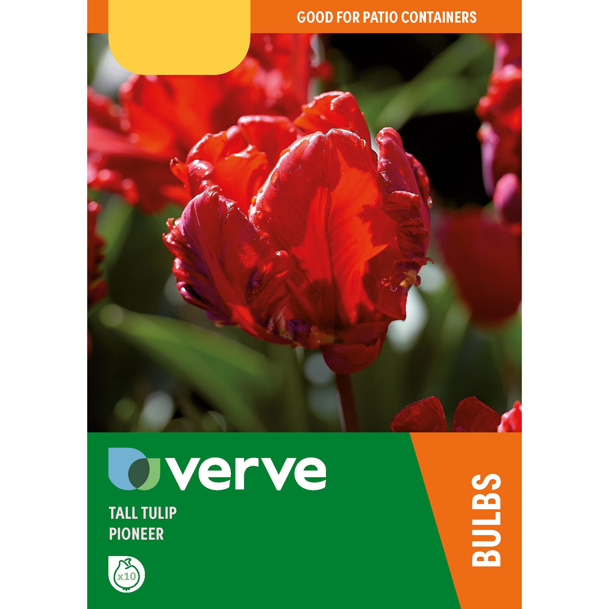 Tall tulip pionier Flower bulb, Pack of 10 | DIY at B&Q