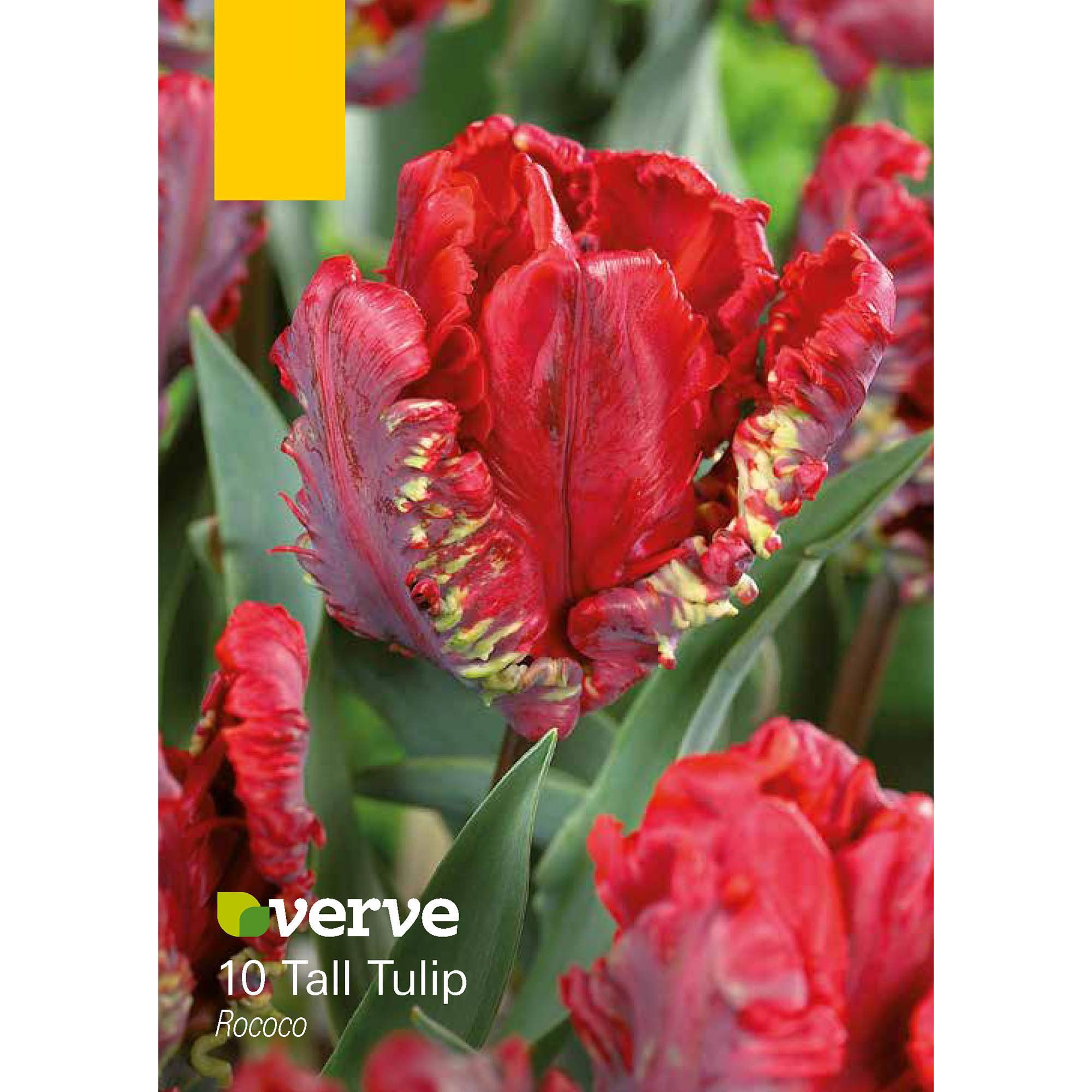Tall Tulip Rococo 10 Flower bulbs | DIY at B&Q