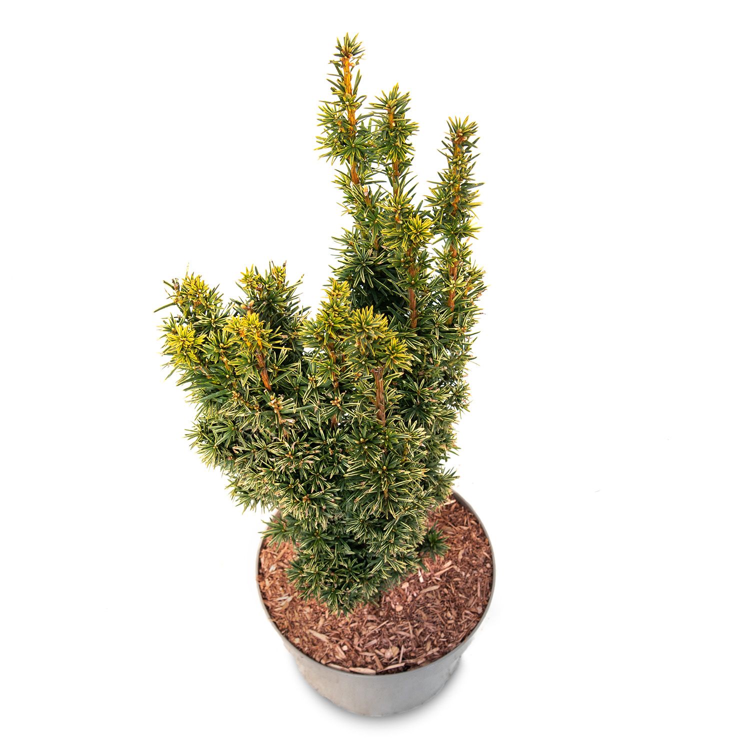 TAXUS DAVID