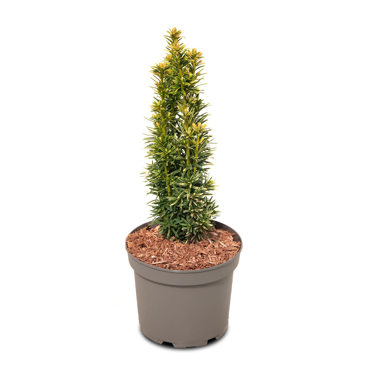 TAXUS DAVID