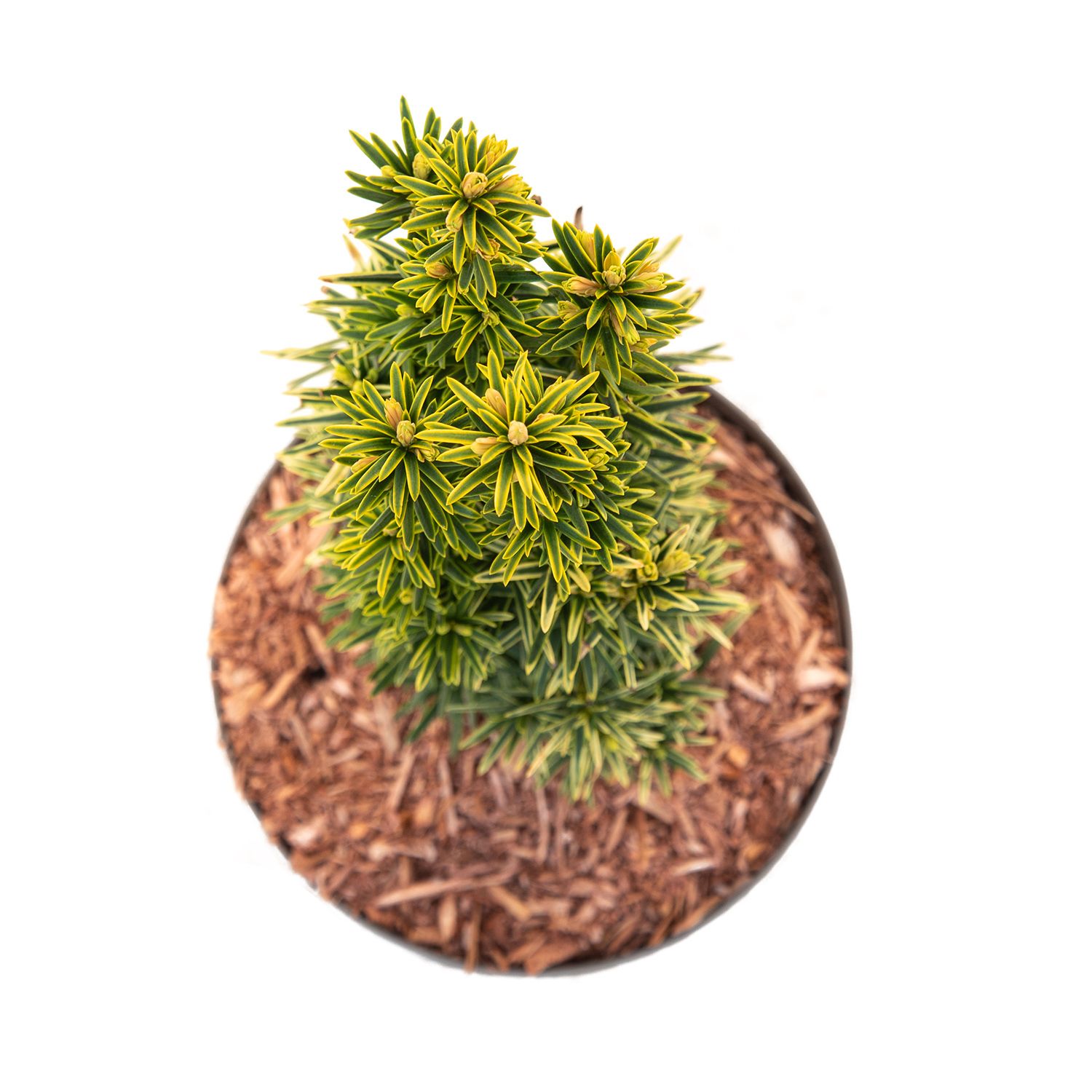 TAXUS DAVID