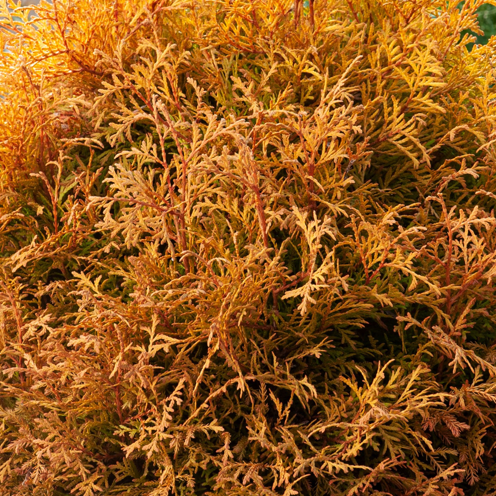 THUJA RHEINGOLD | DIY at B&Q