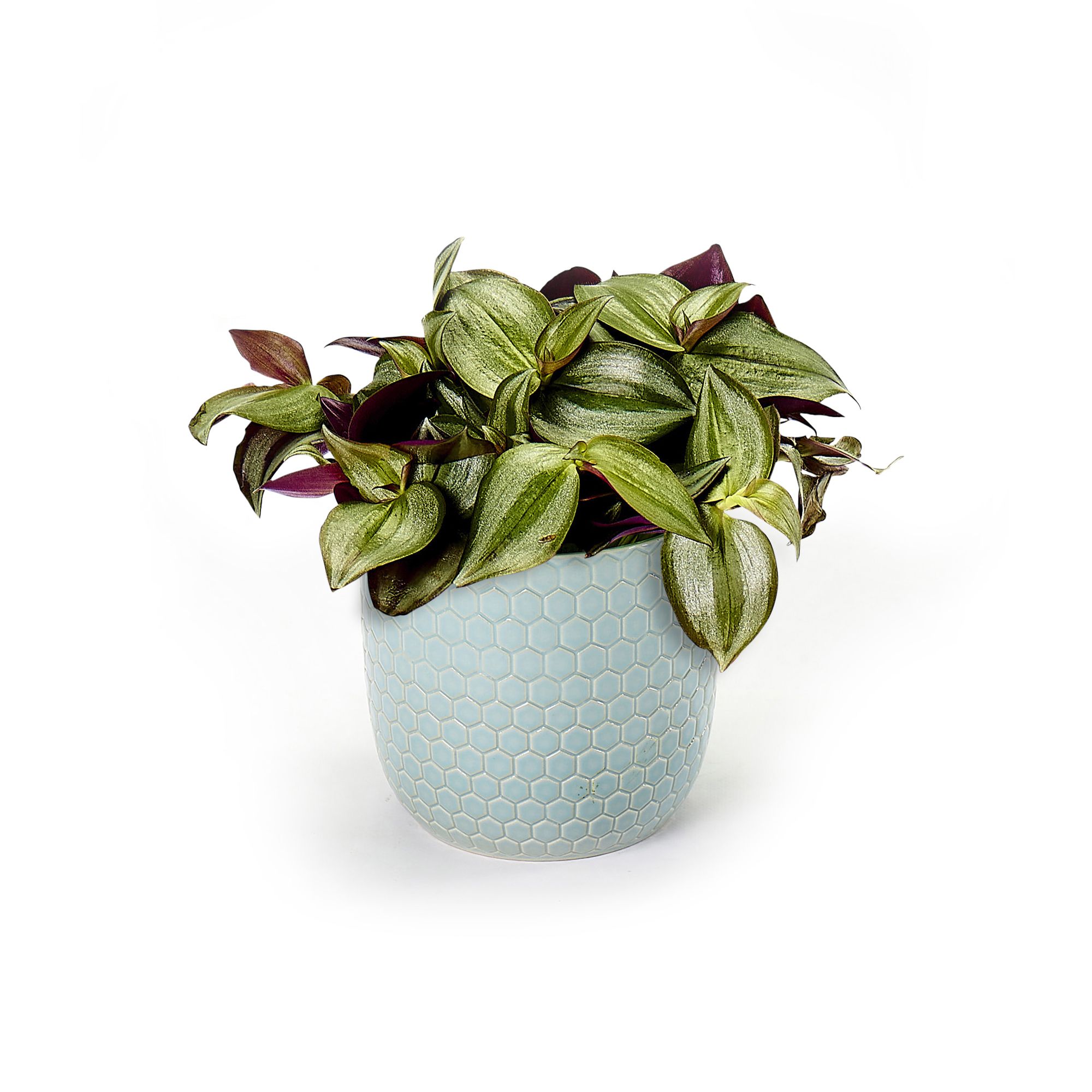 Tradescantia Ceramic Pot