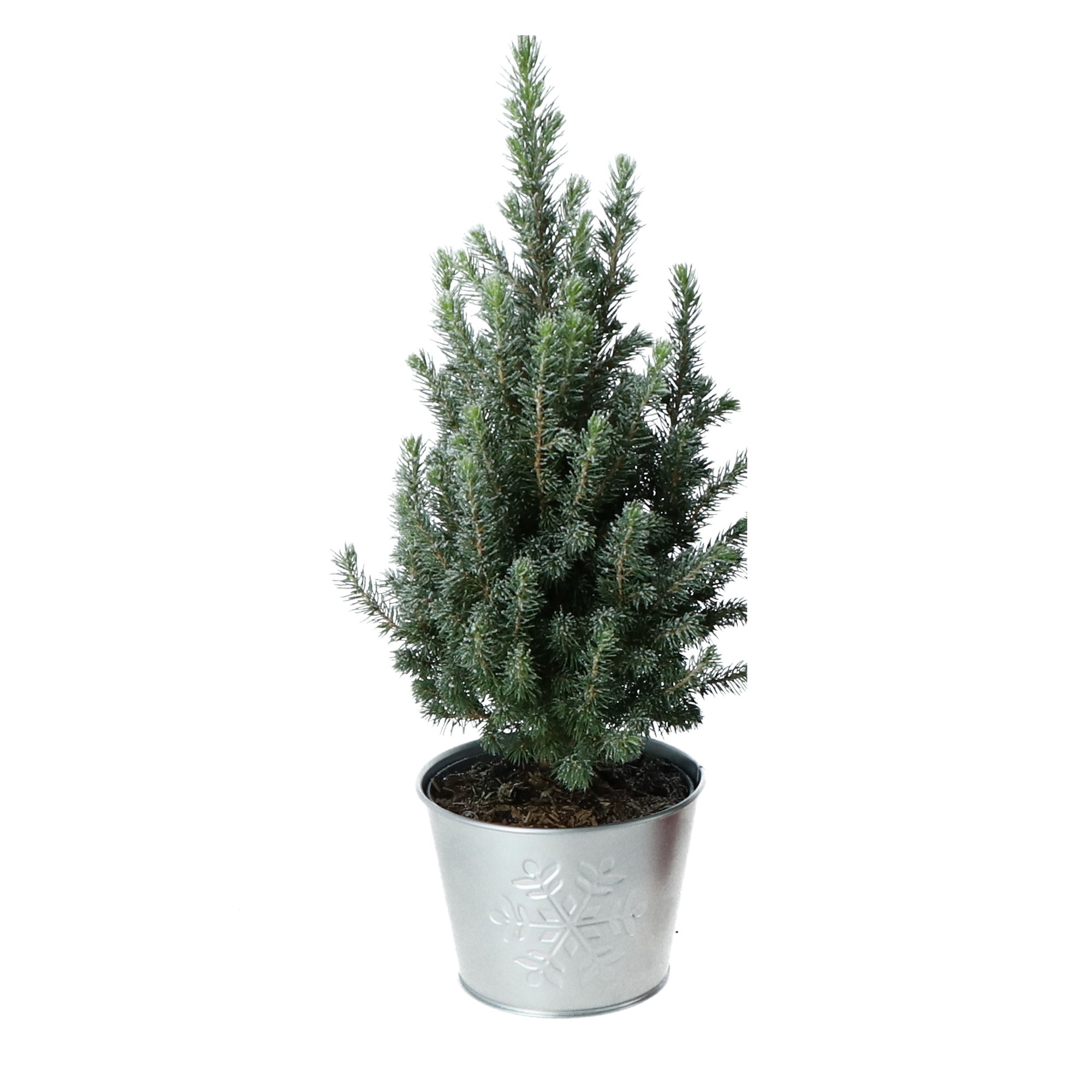 Tree in 13cm Red Zinc Decorative pot | DIY at B&Q