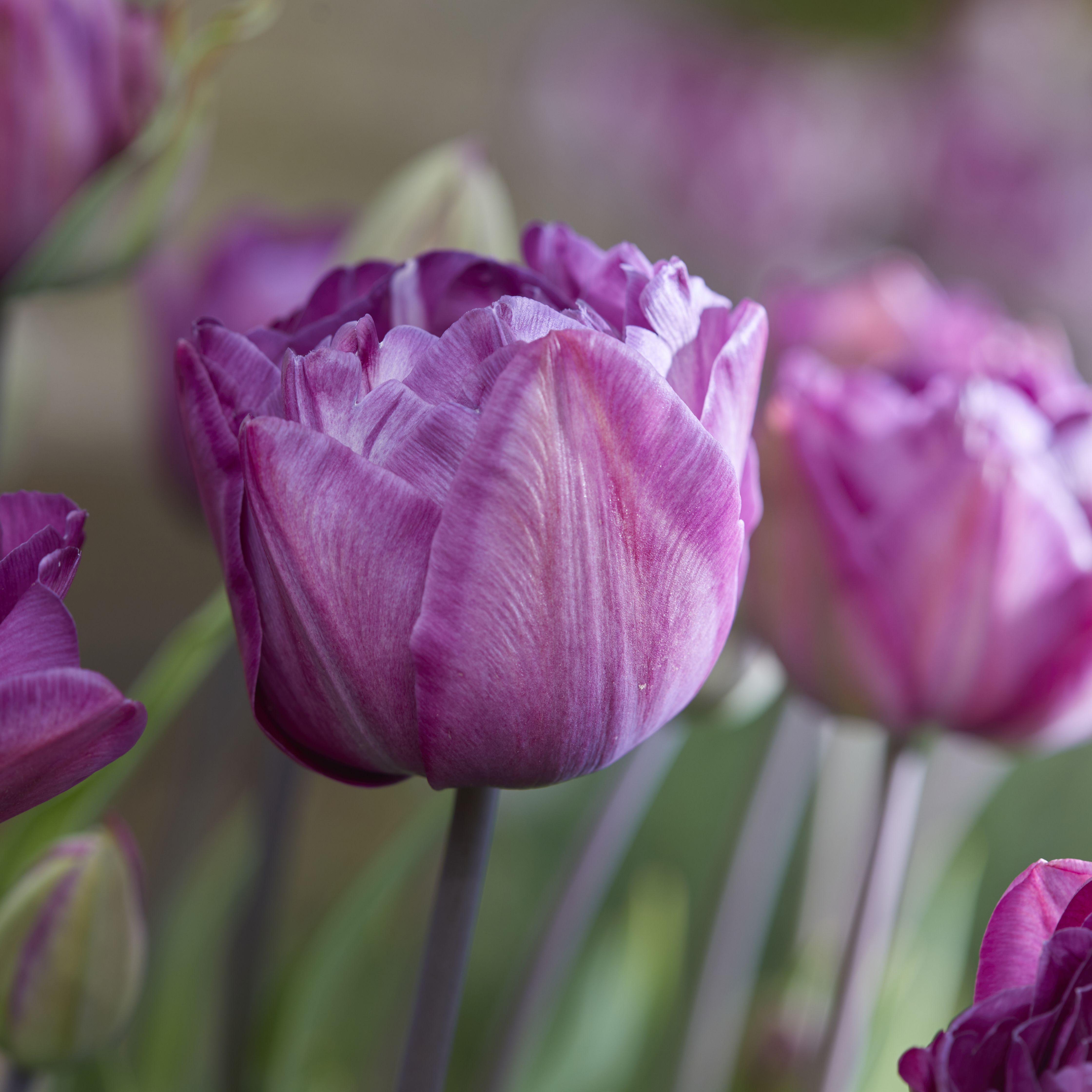 Tulip Blue Spectacle 10 Flower bulbs