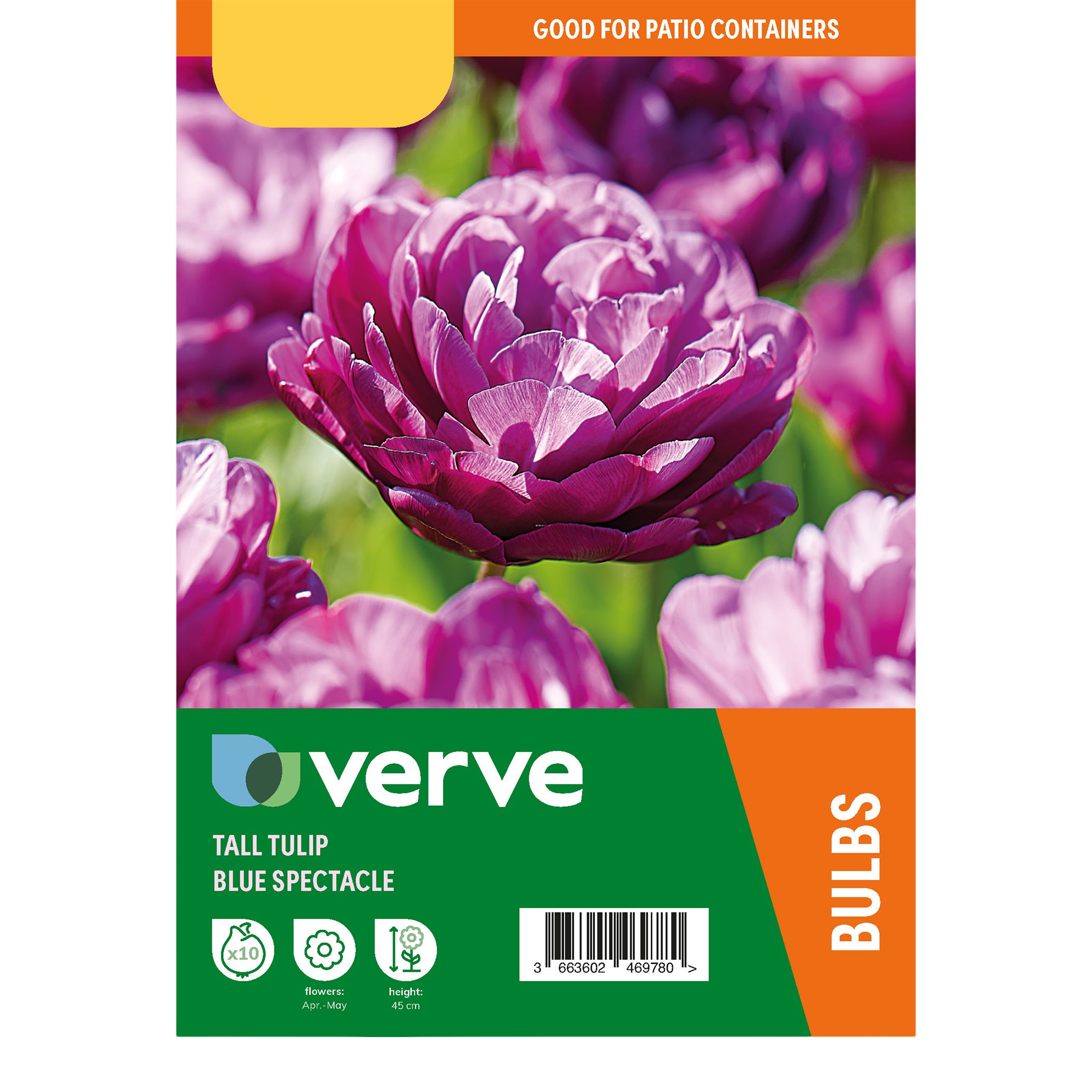 Tulip Blue Spectacle 10 Flower bulbs at B&Q