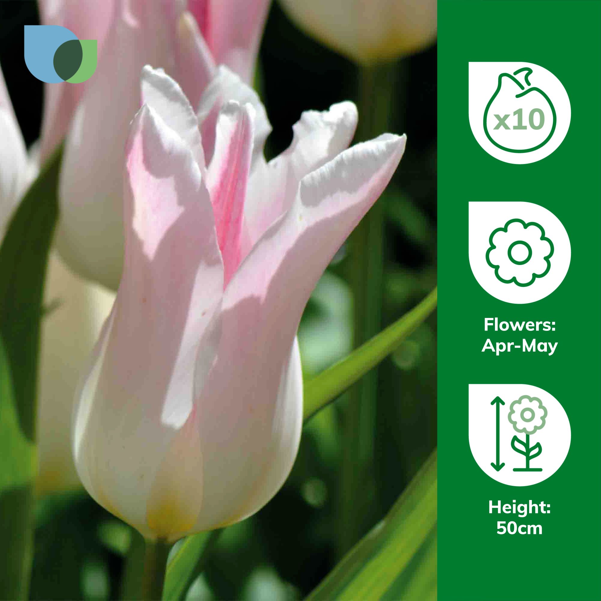 Tulip Elegant Lady 10 Flower bulbs