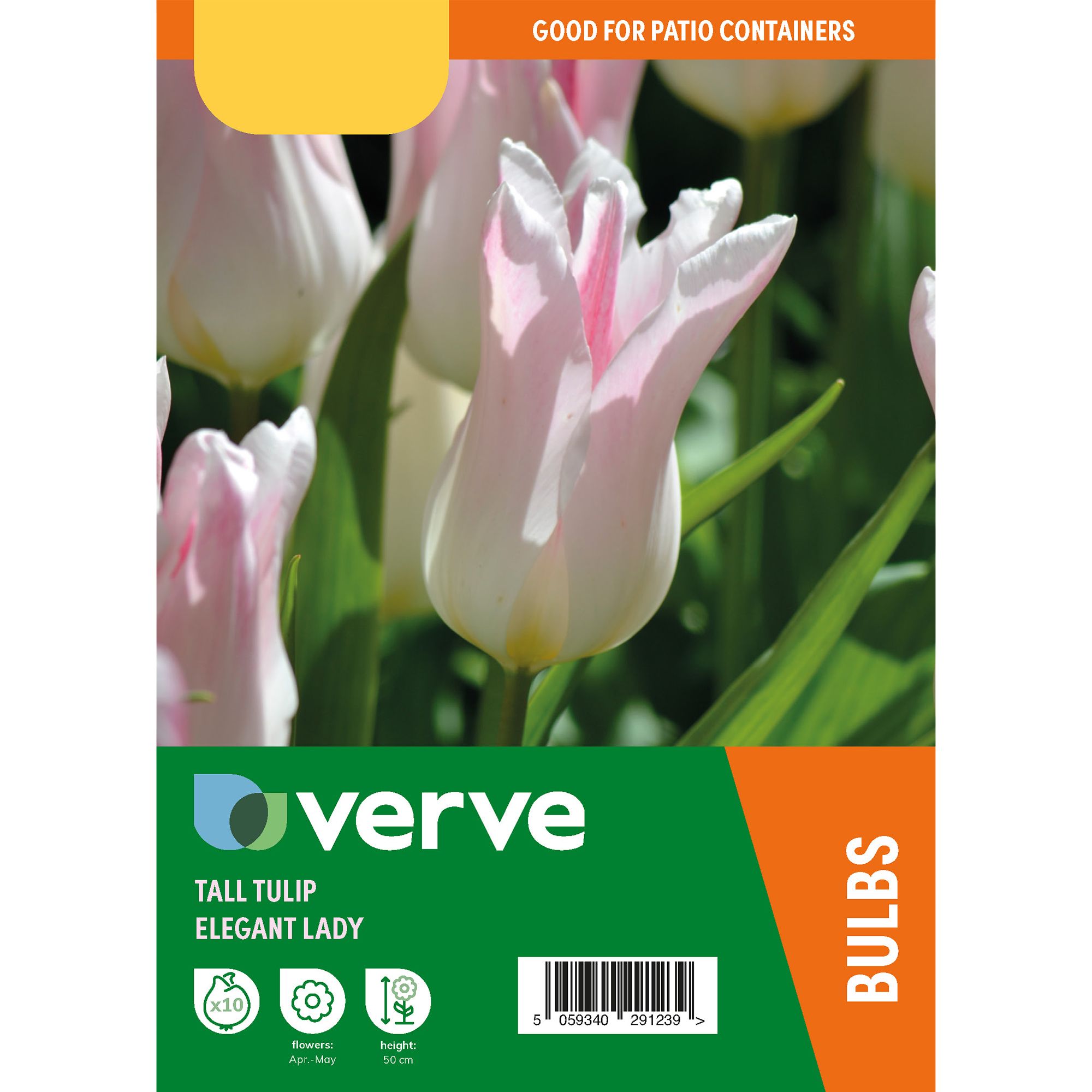 Tulip Elegant Lady 10 Flower bulbs | DIY at B&Q