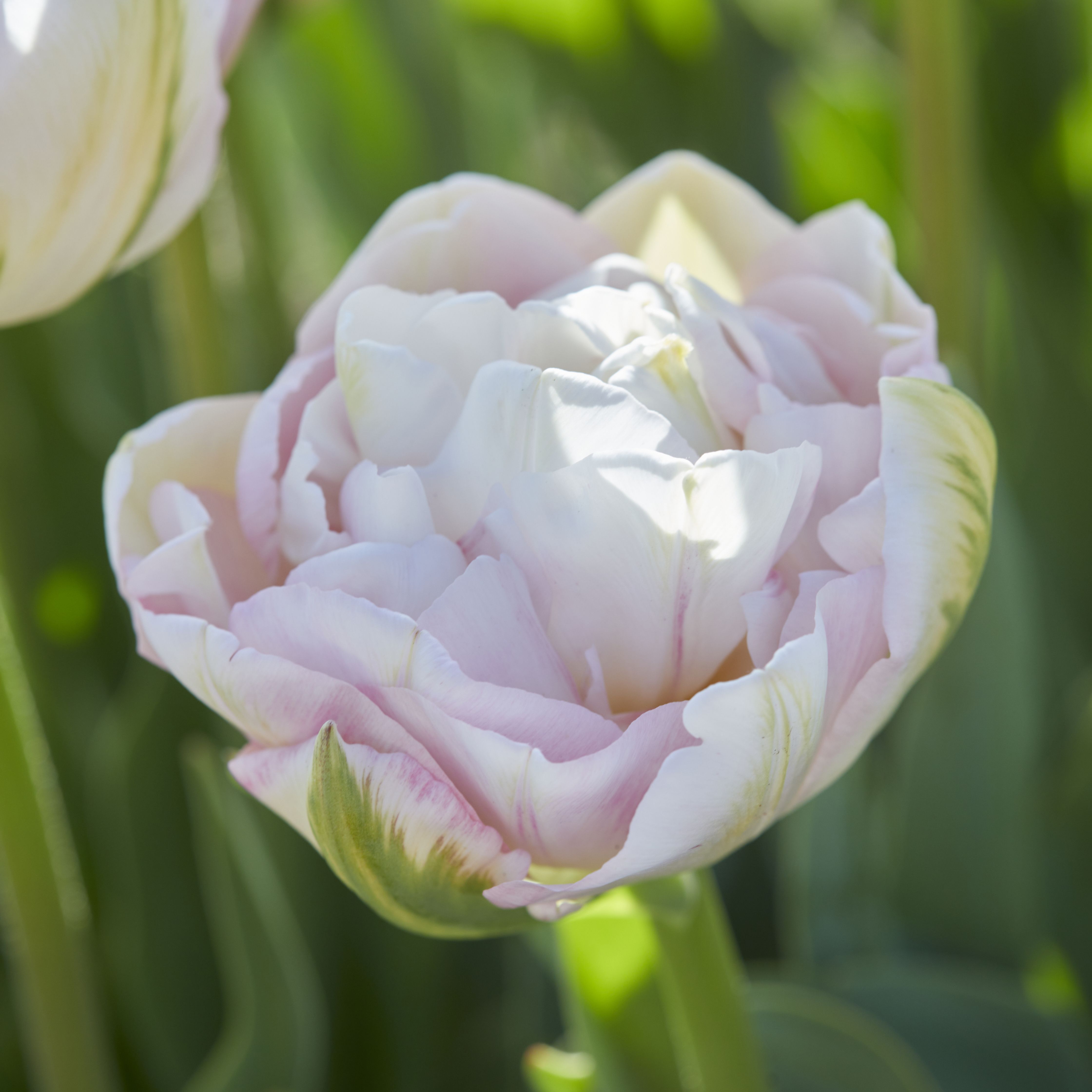 Tulip Finola 10 Flower bulbs