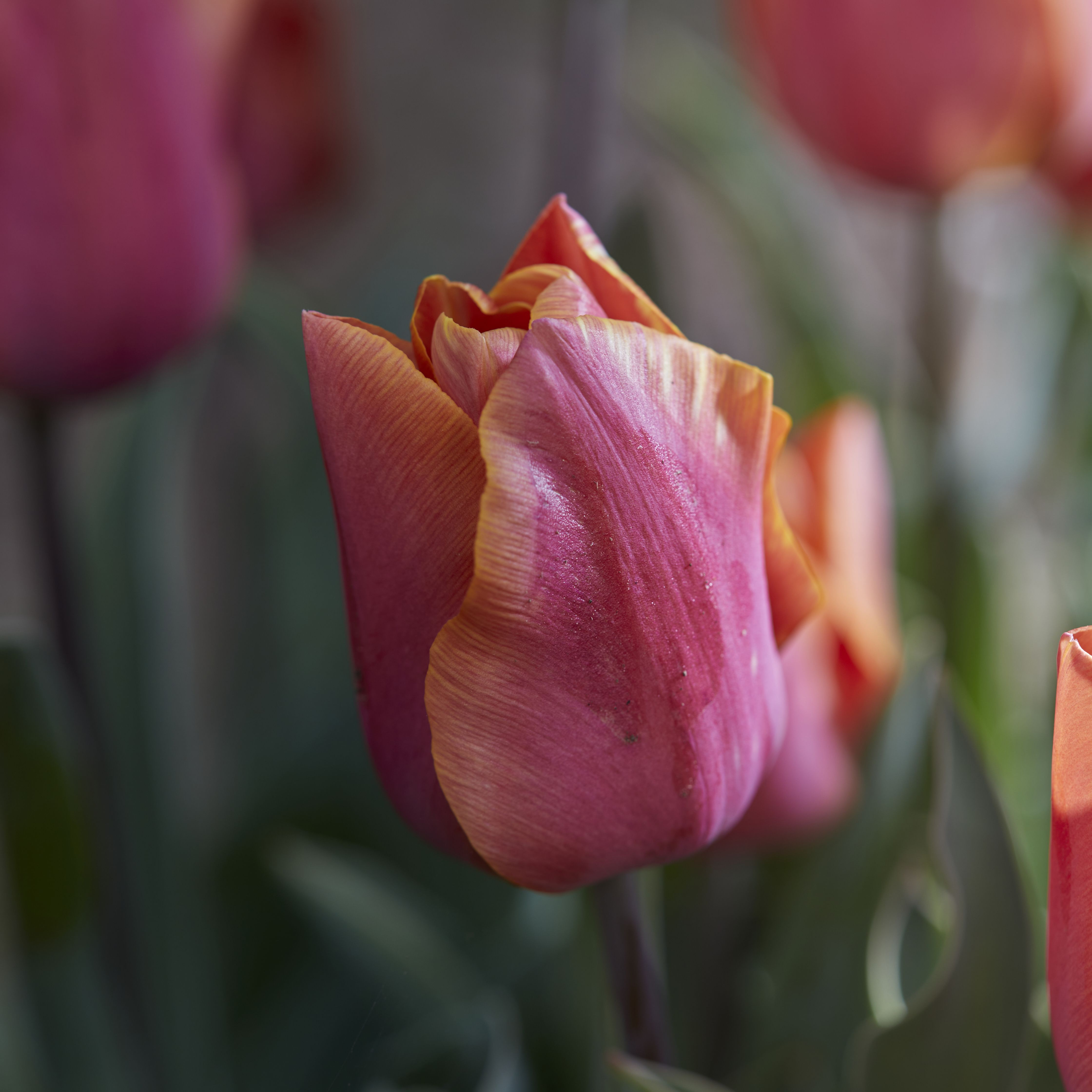 Tulip Jimmy 10 Flower bulbs